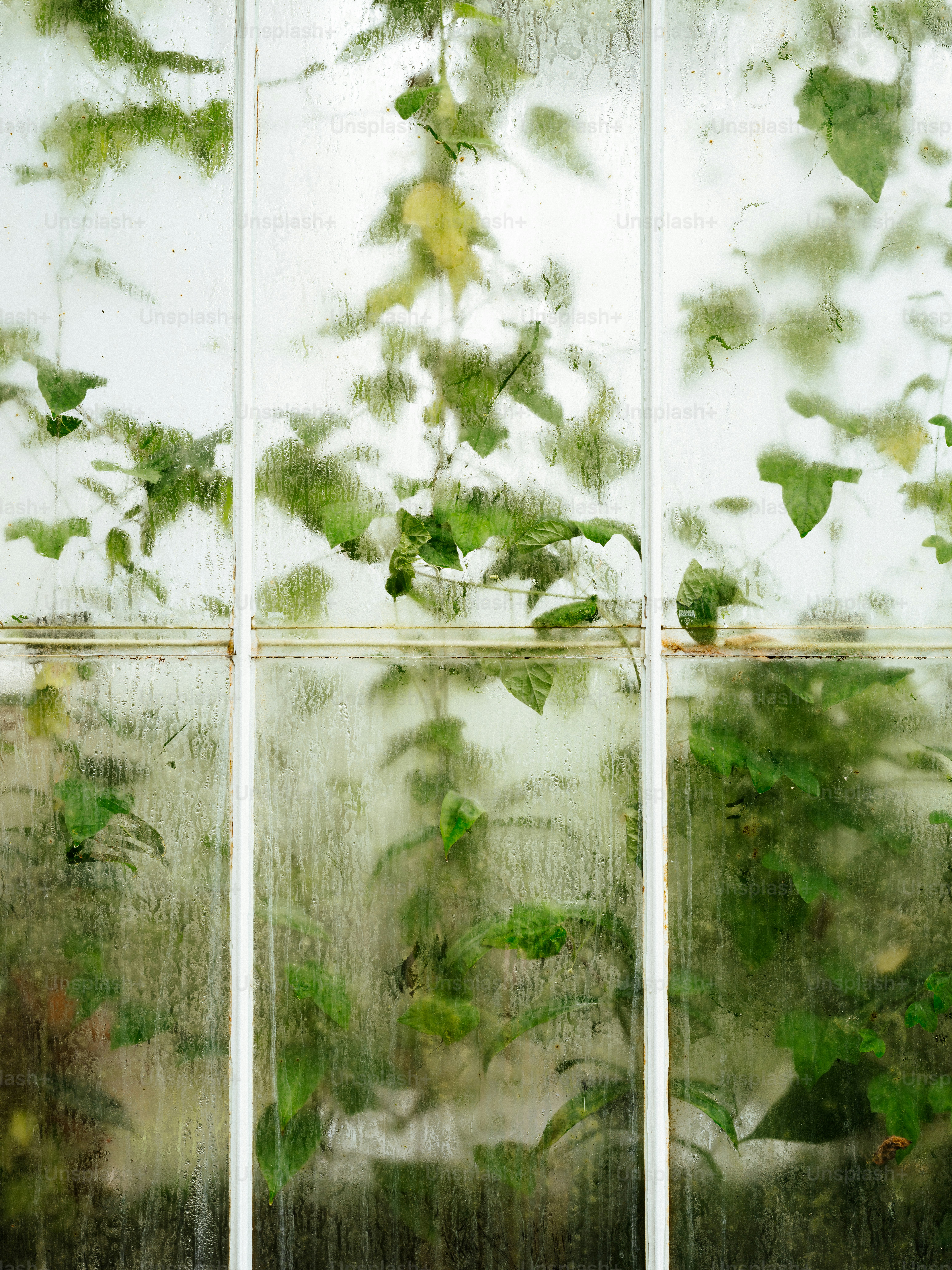 A window with a bunch of green plants growing out of it photo – Ivy ...