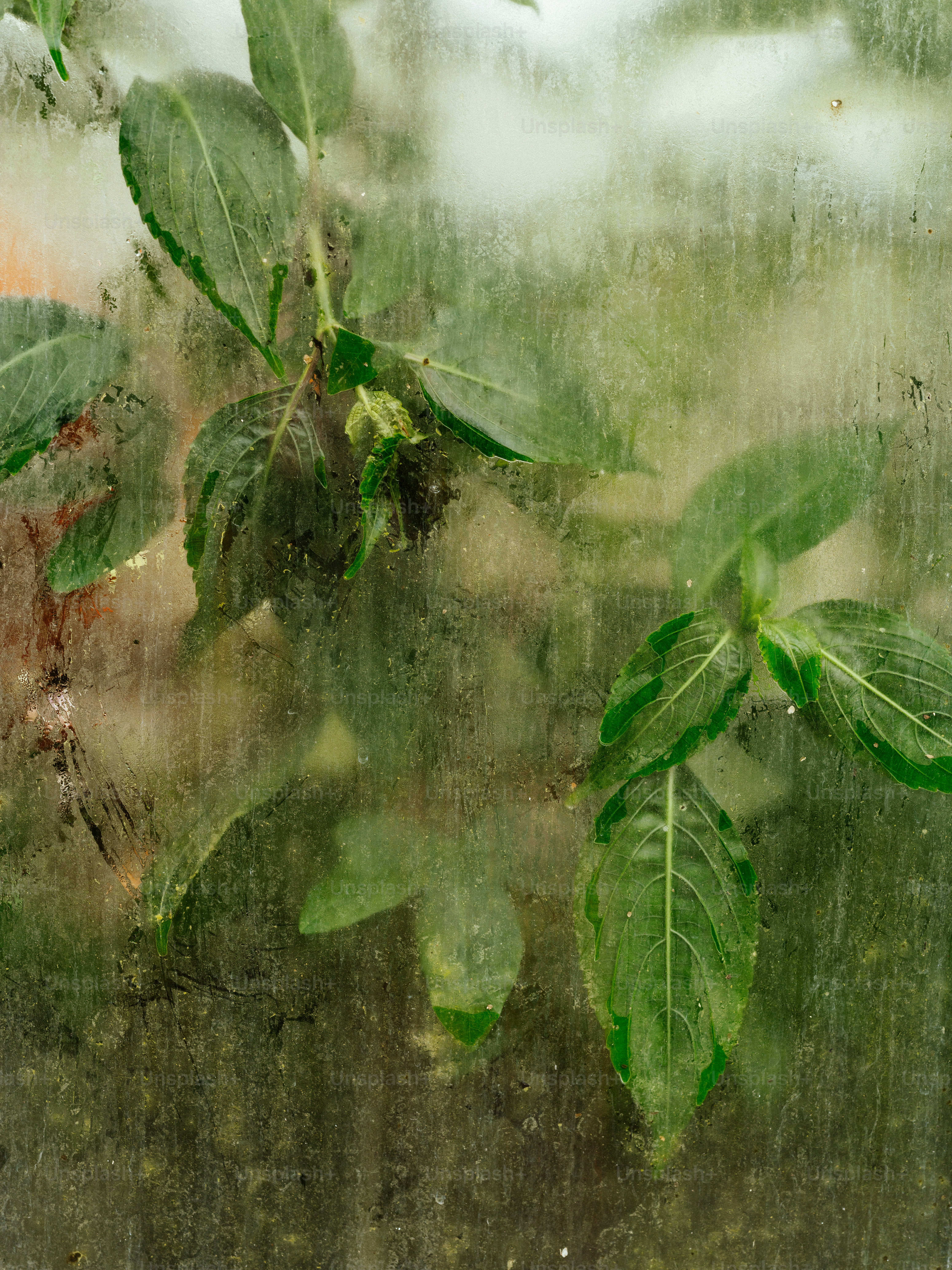A close up of a window with leaves on it photo – Botany Image on Unsplash