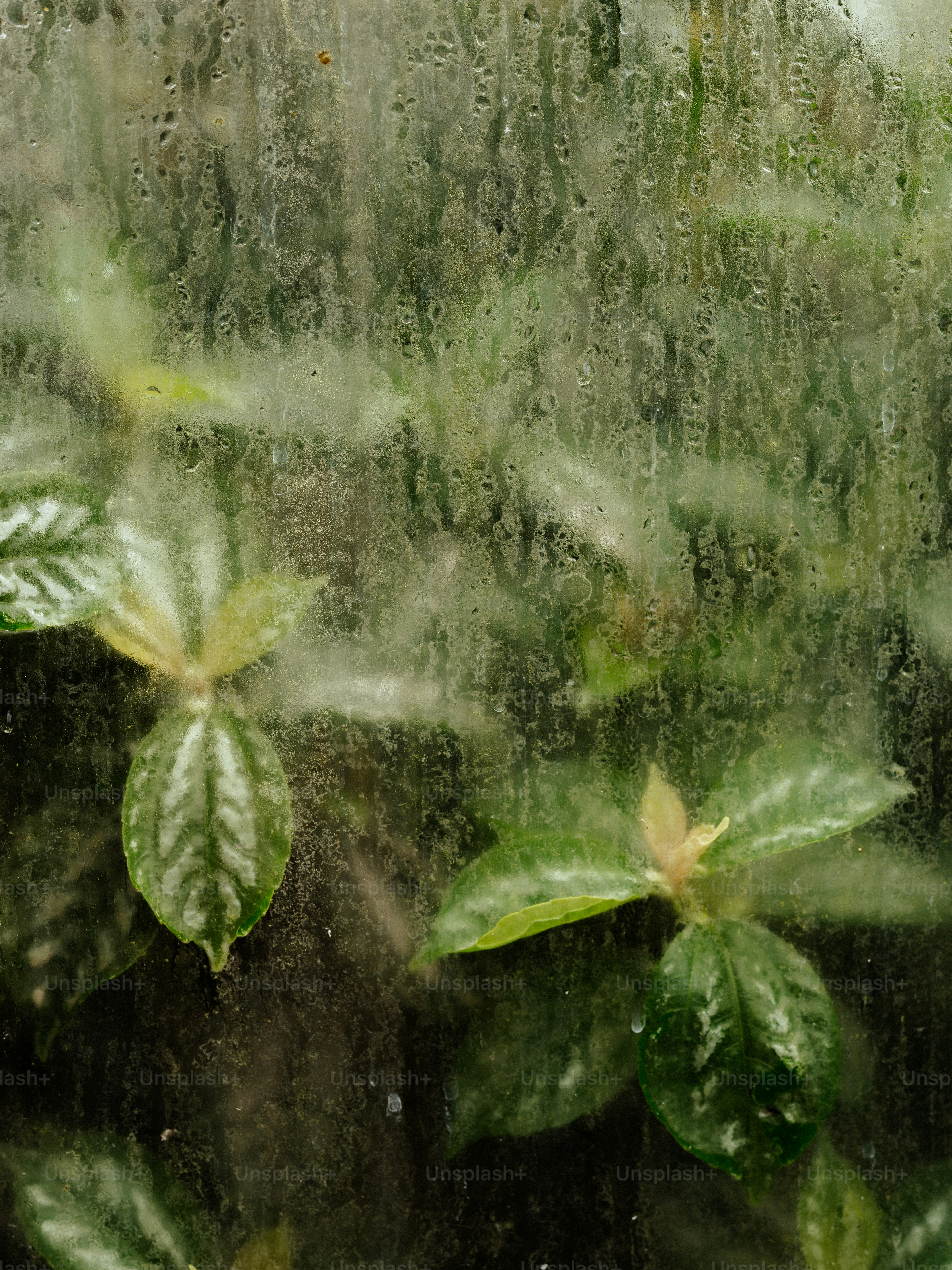 A window with a bunch of plants growing out of it photo – Pane of glass ...