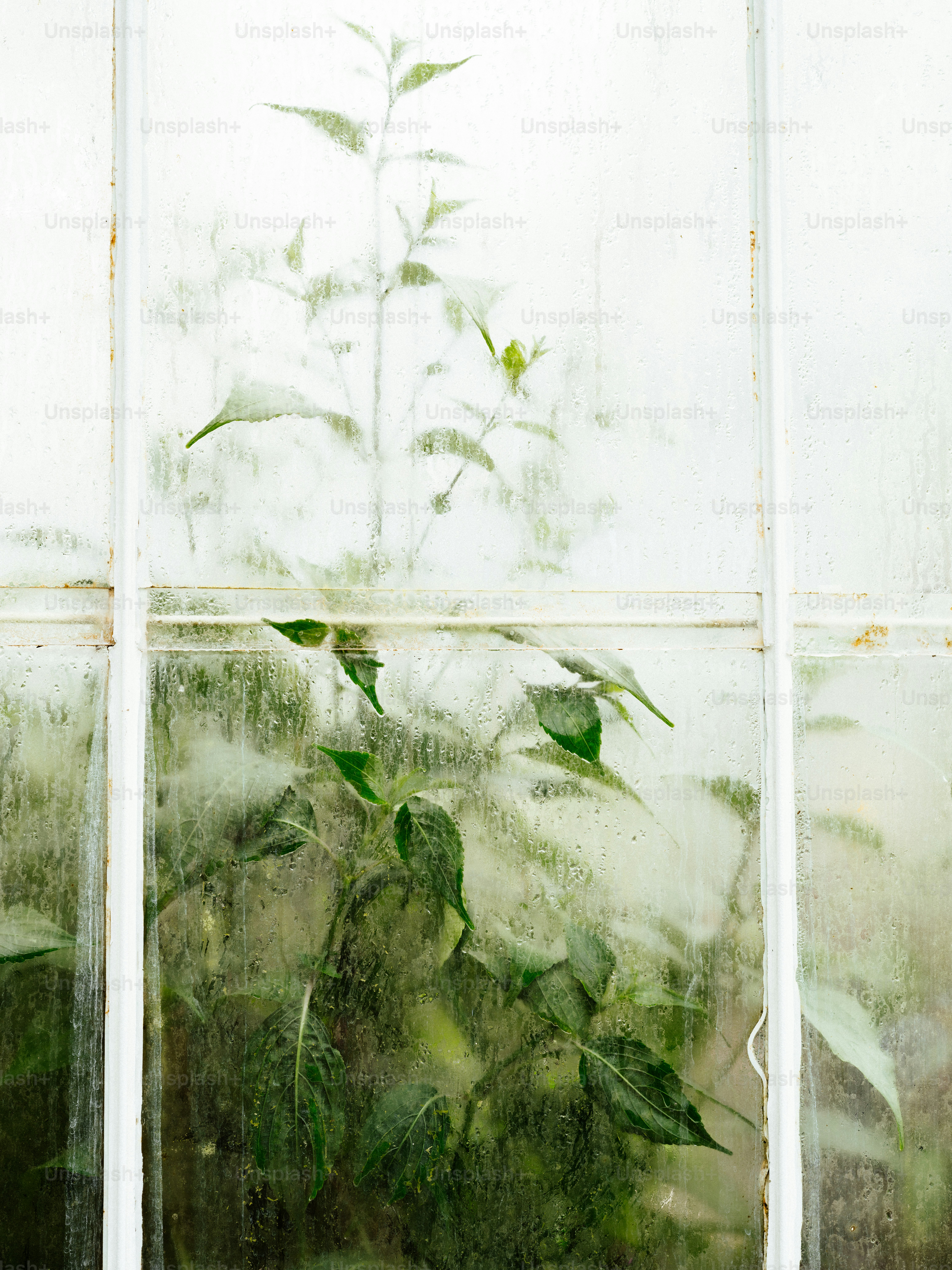 A window with a bunch of plants growing out of it photo – Glass house ...