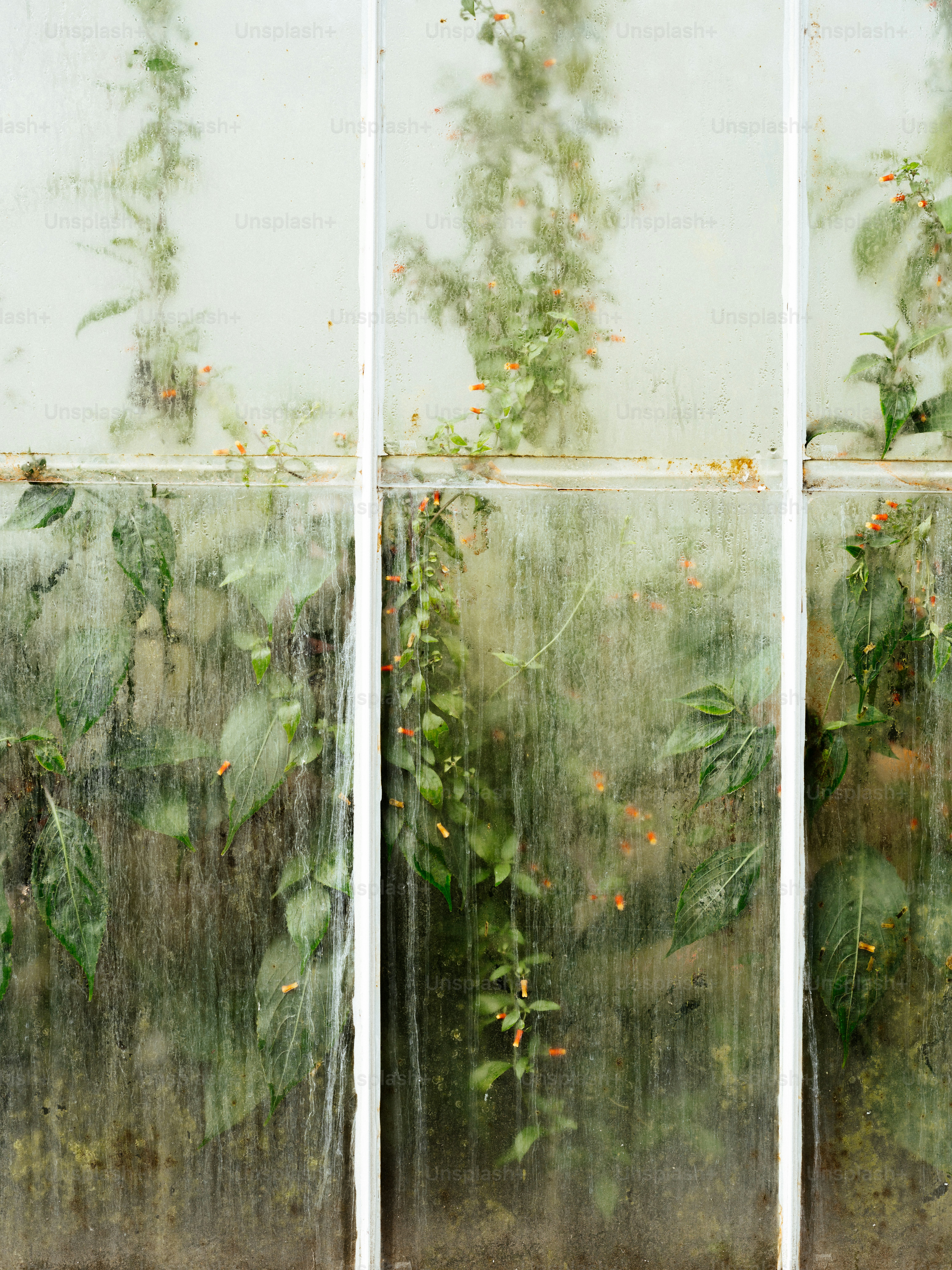 A window with a bunch of plants growing out of it photo – Botanical ...