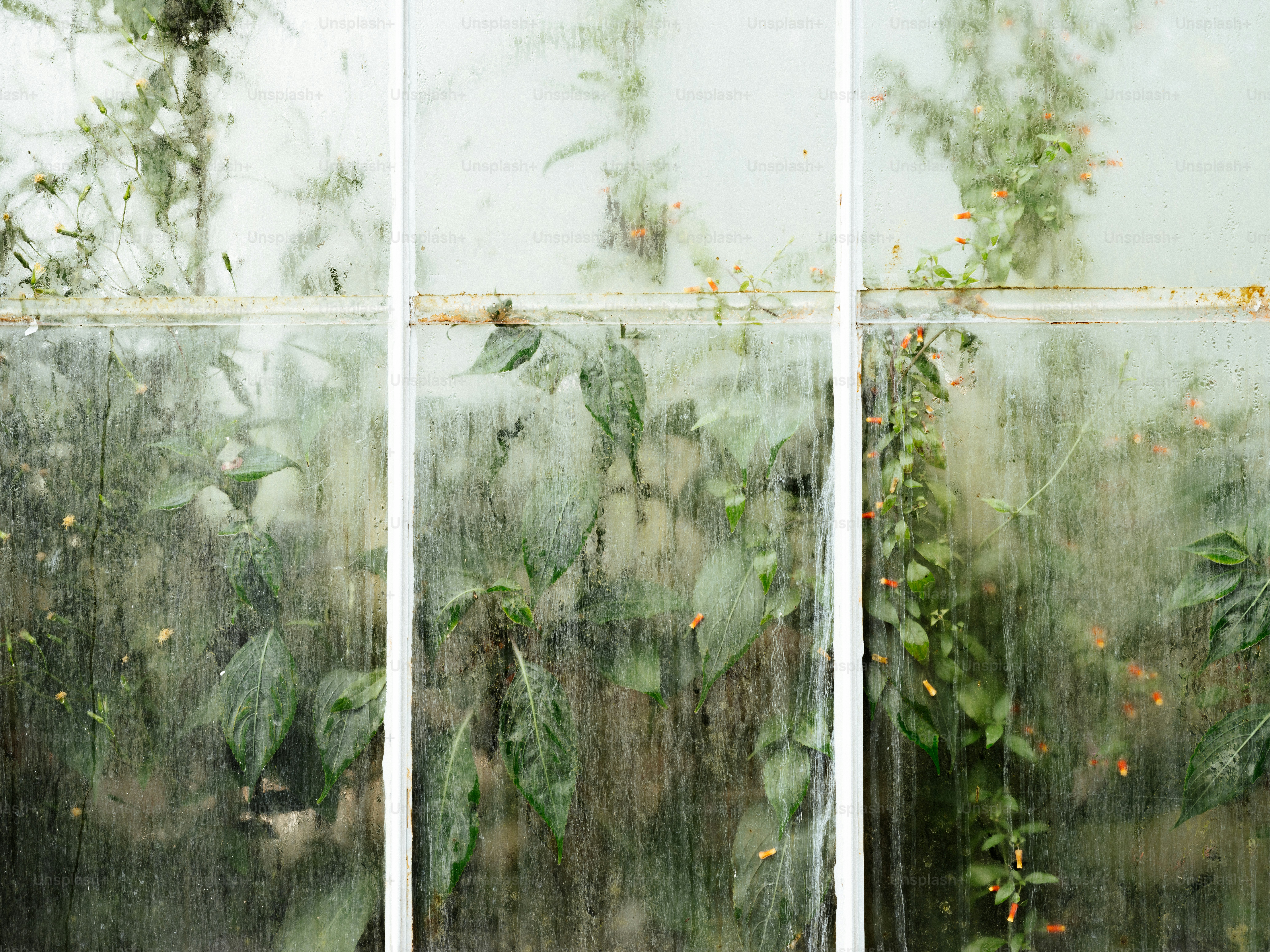 A window with a bunch of plants growing out of it photo – Pane of glass ...