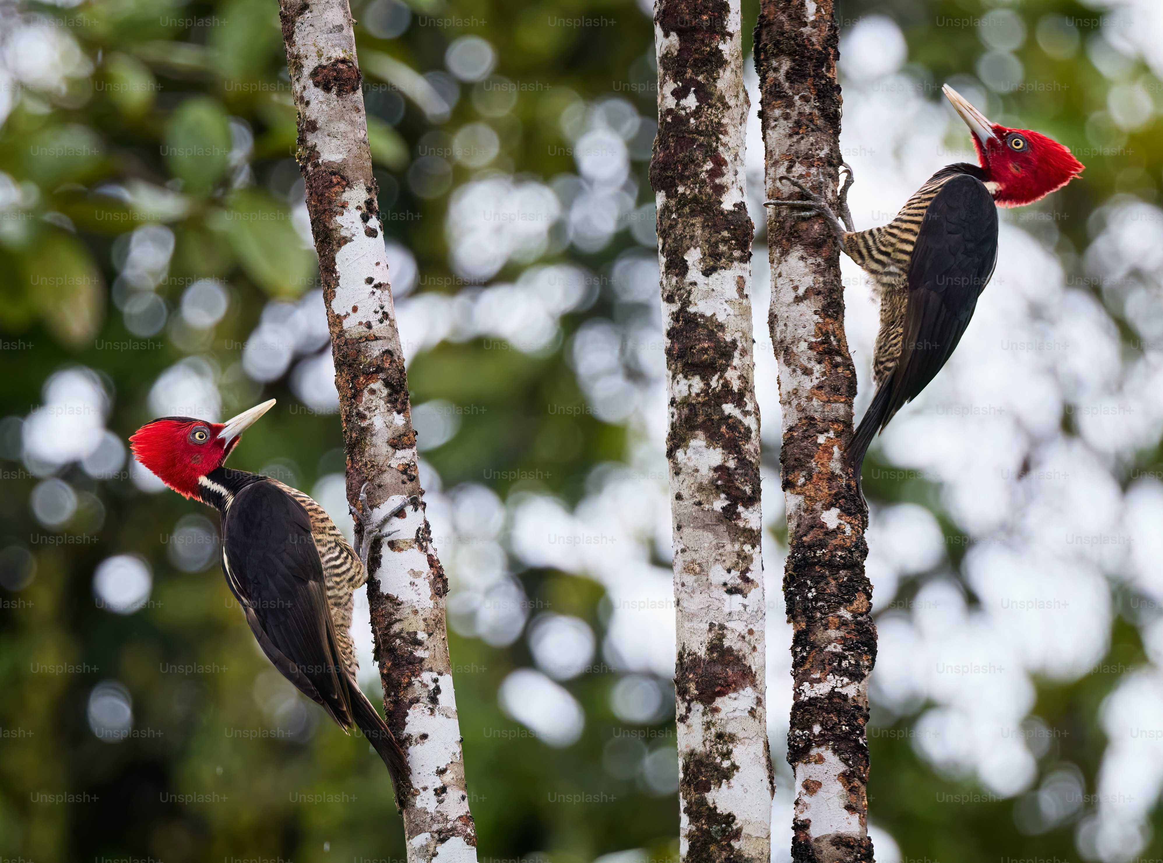 Two woodpeckers standing on a tree in a forest photo – Costa rica Image ...