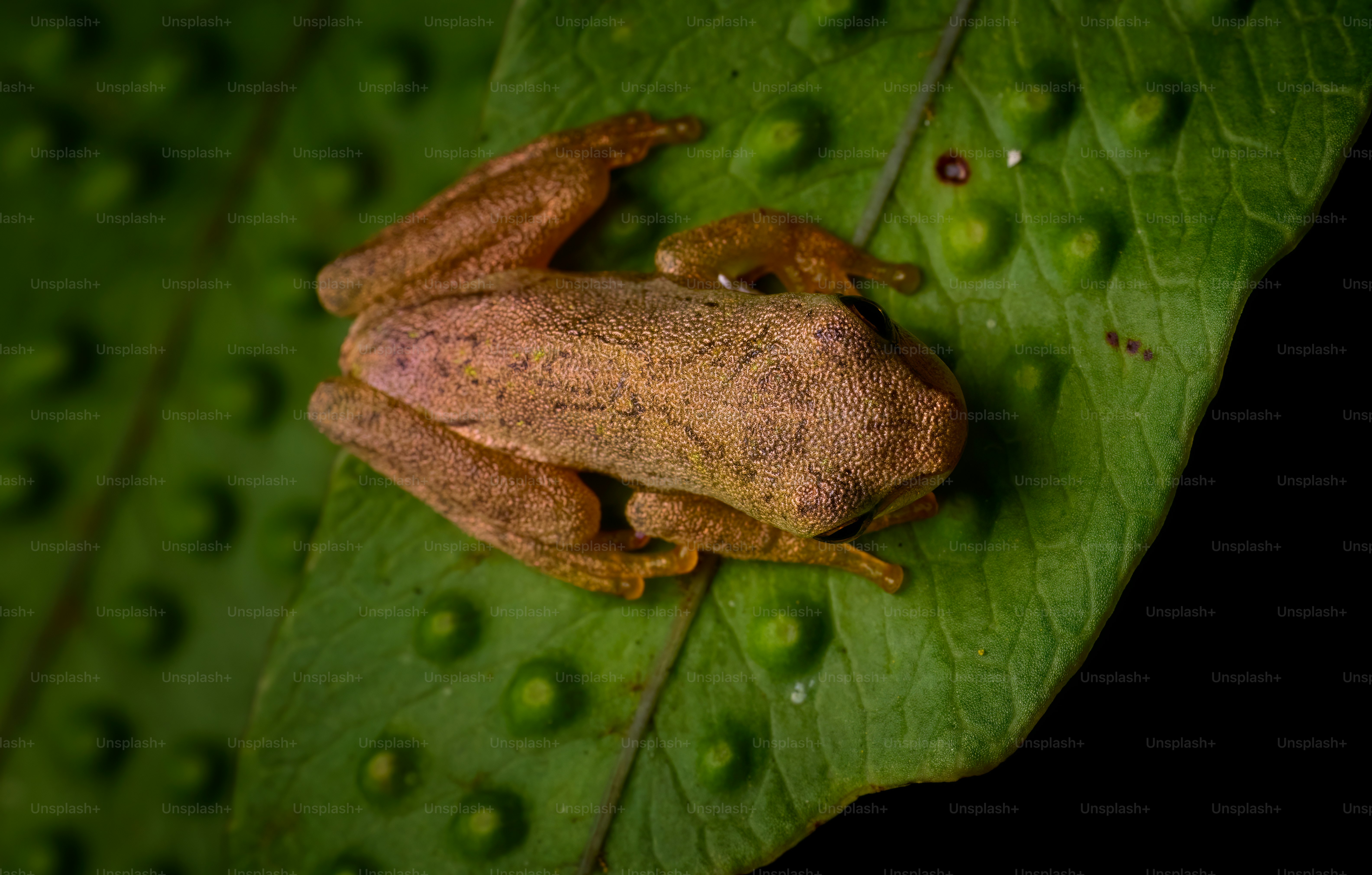 550+ Frog Pictures | Download Free Images on Unsplash