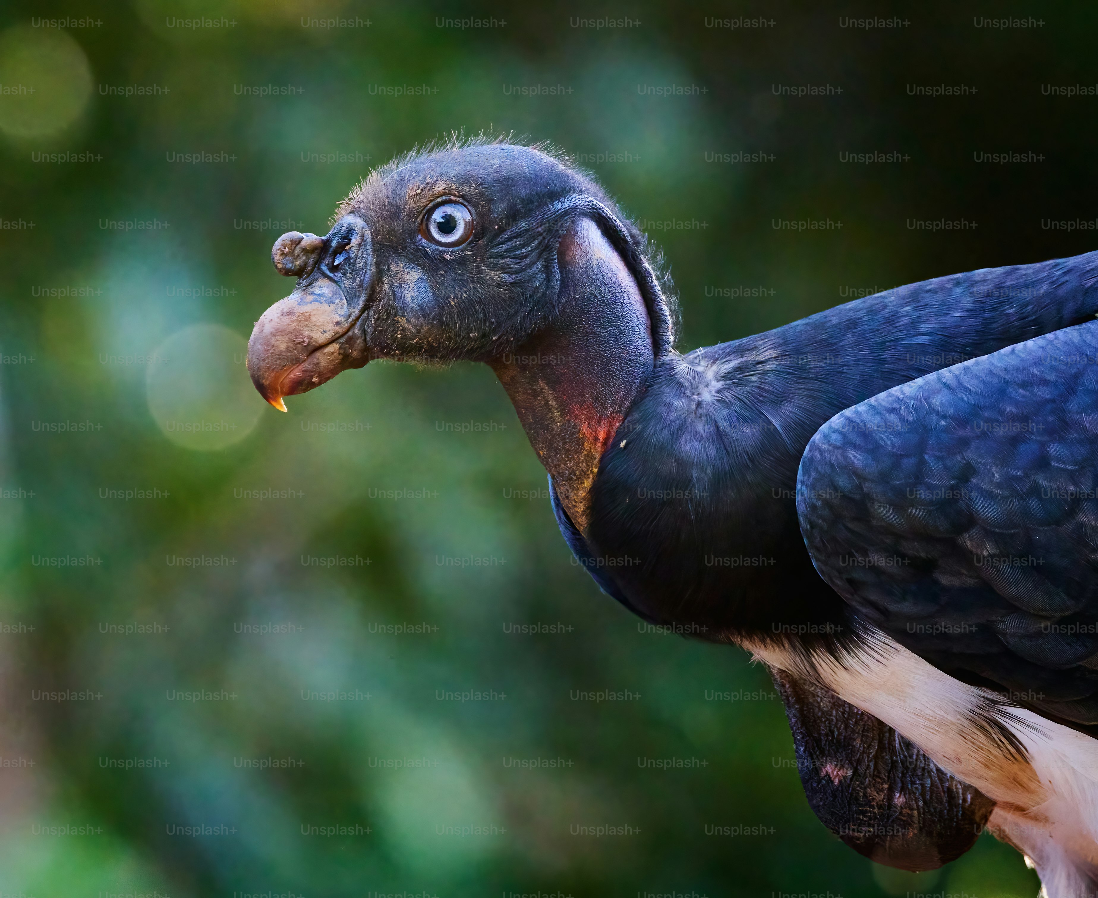 A close up of a bird with a blurry background photo – Jungle animal ...