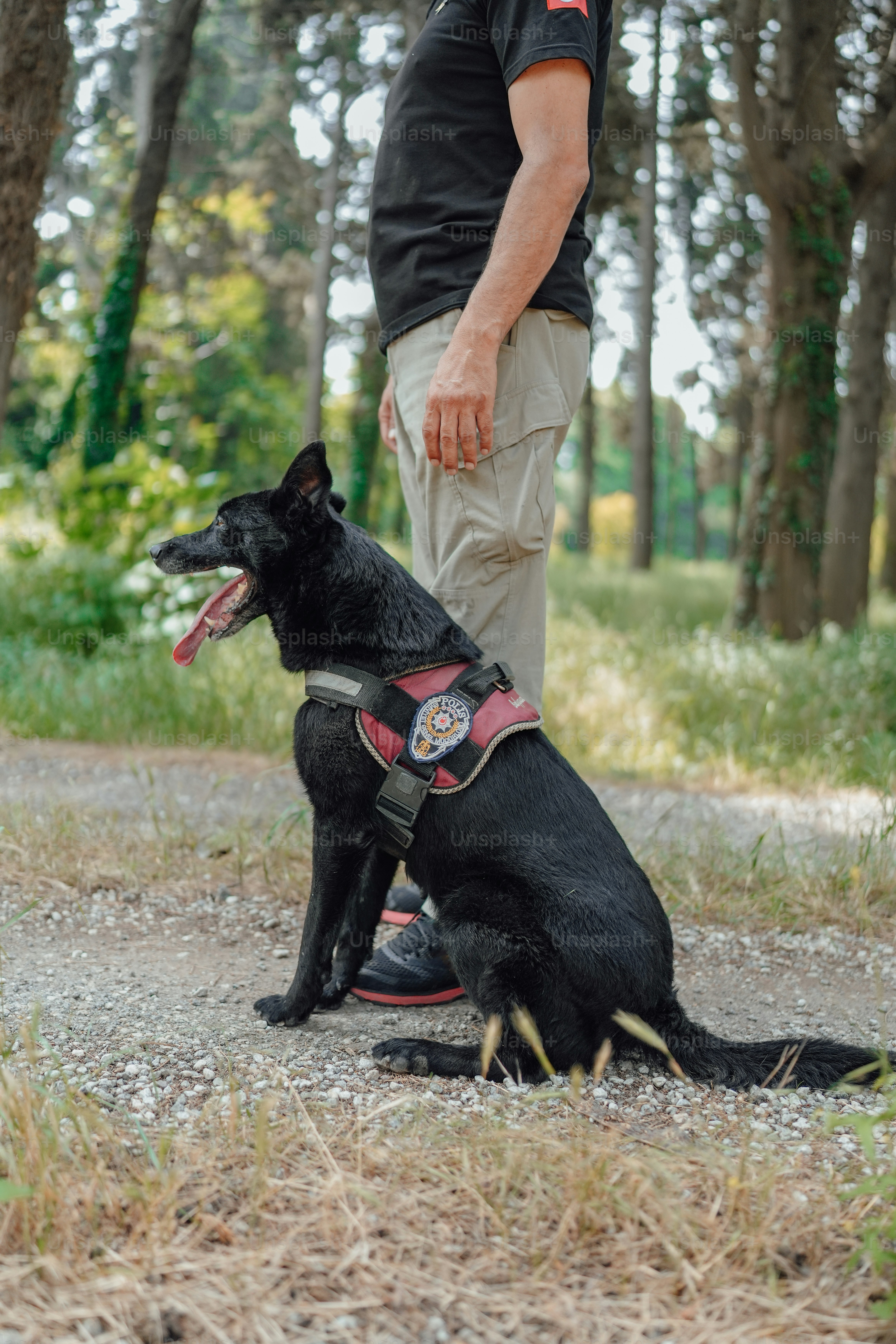 A man standing next to two dogs in a forest photo – Narcotic dog Image ...