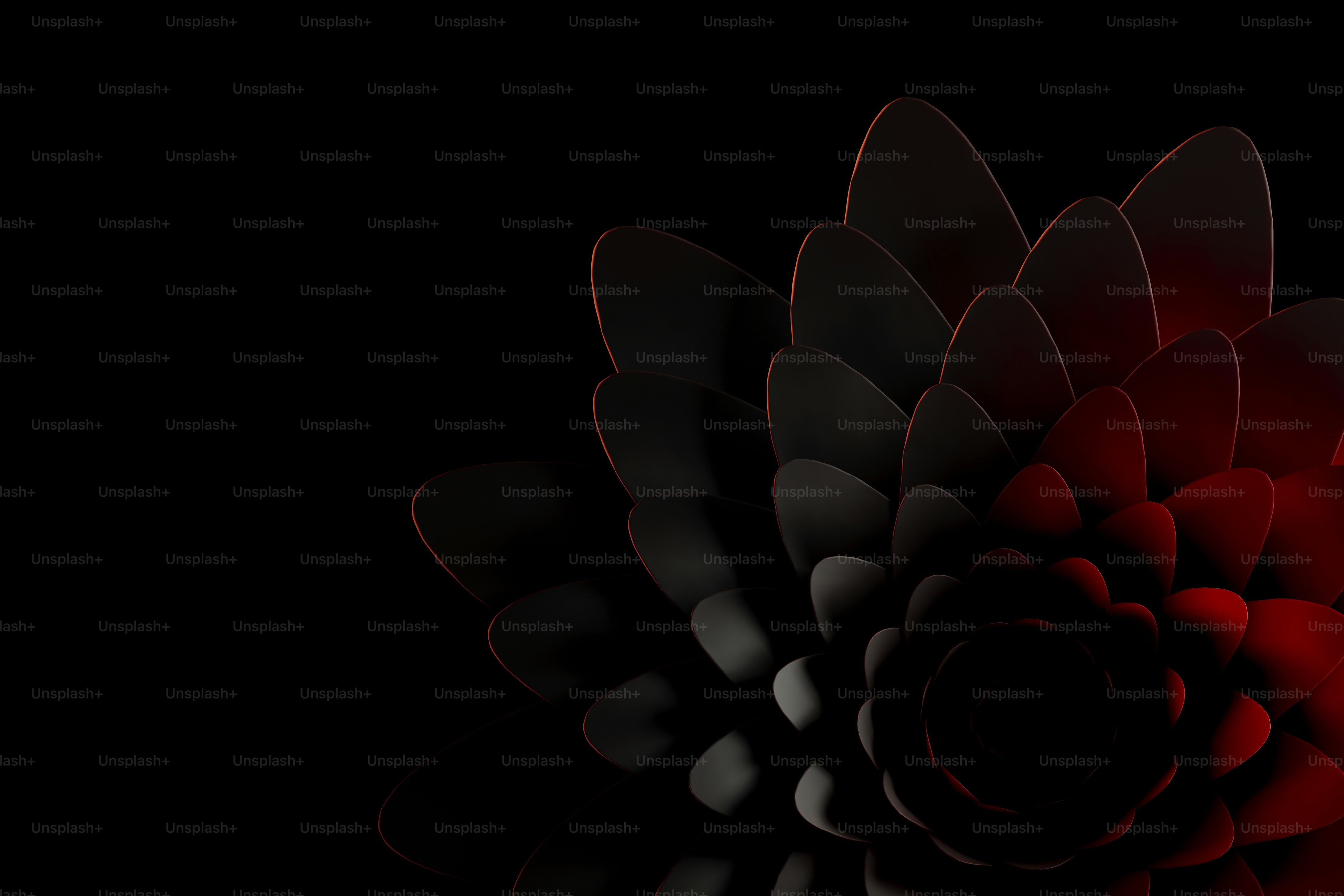 A red and black flower on a black background photo – Dark flower Image ...