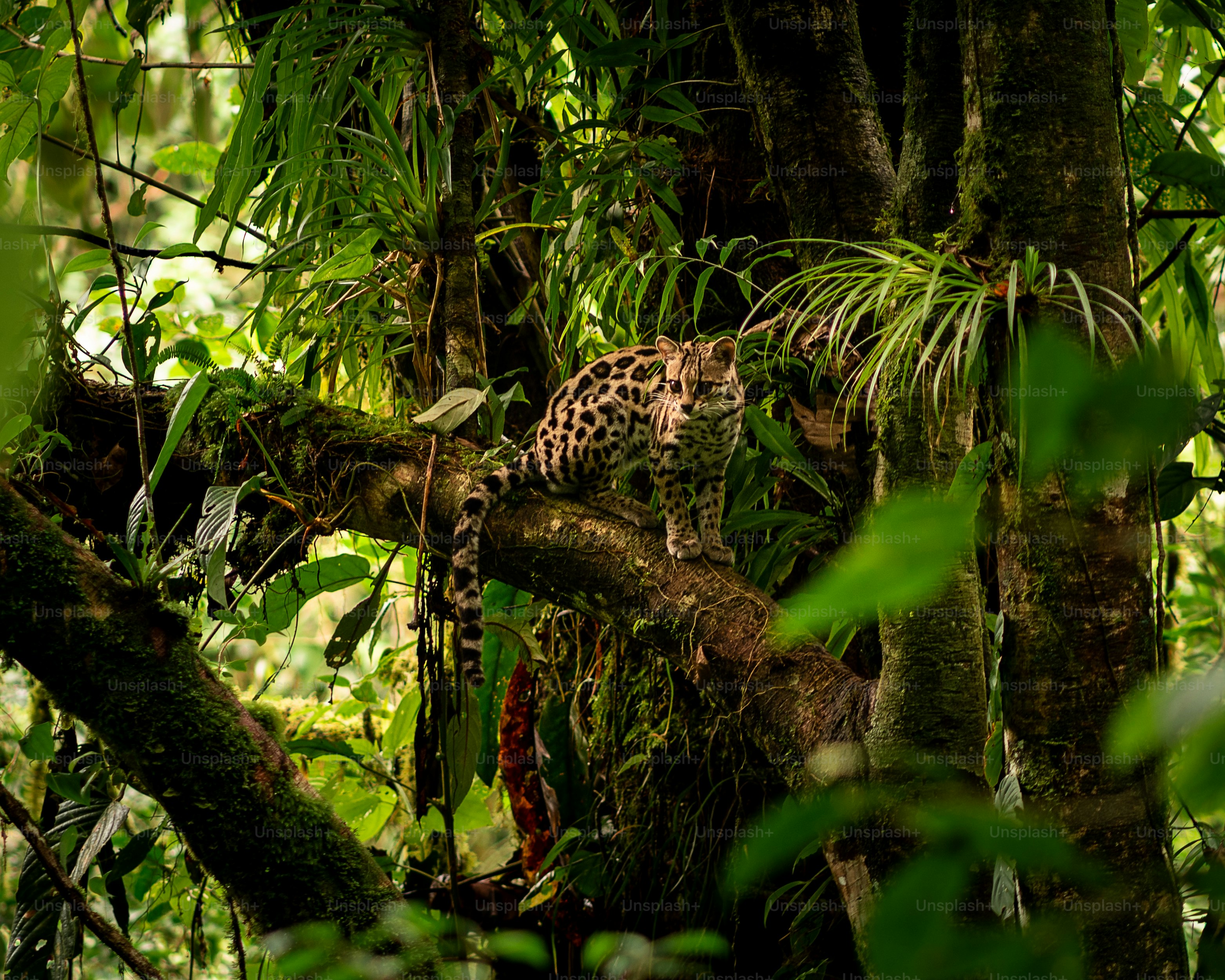 Amazon Jungle Pictures | Download Free Images on Unsplash