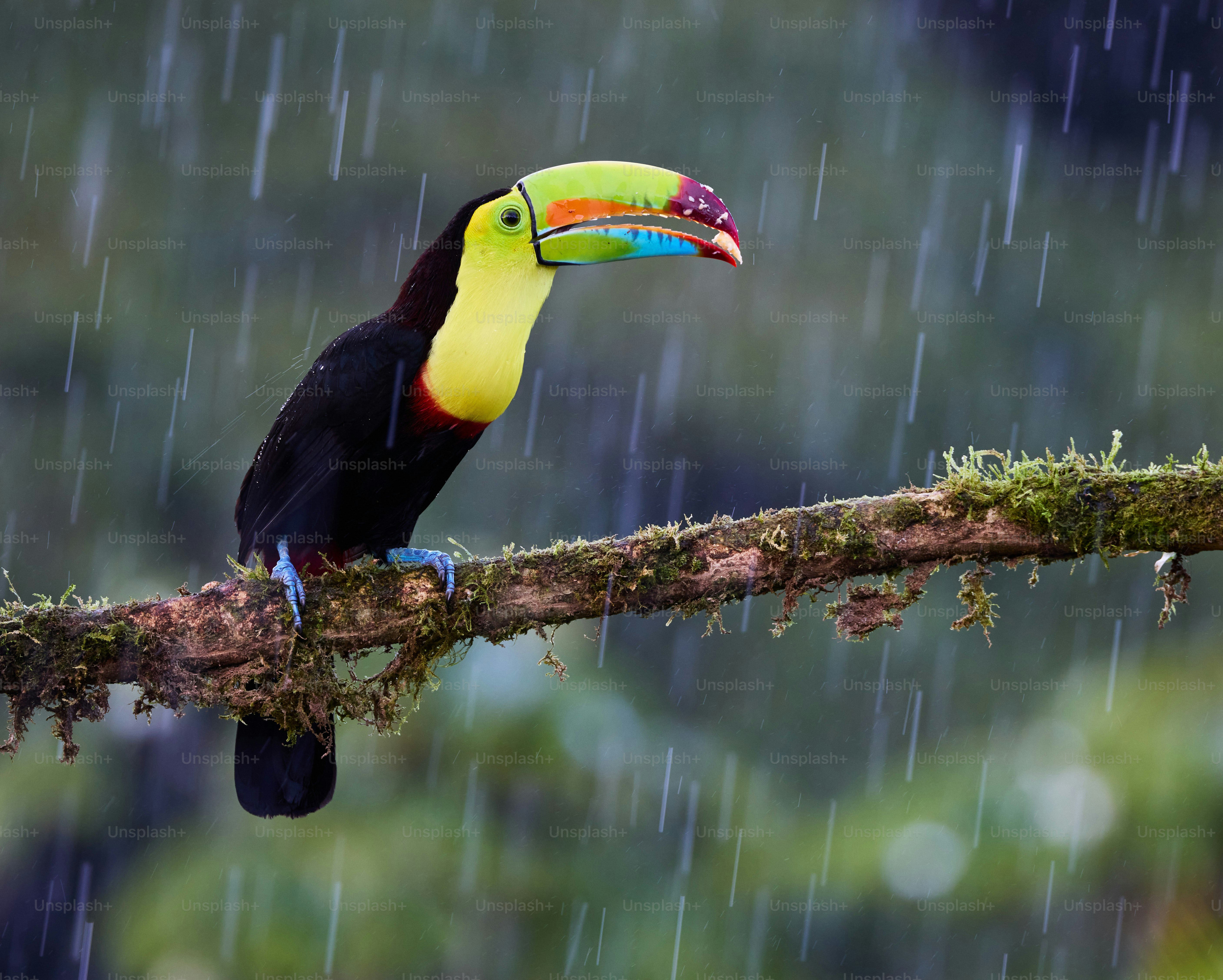 1K+ Toucan Pictures | Download Free Images on Unsplash