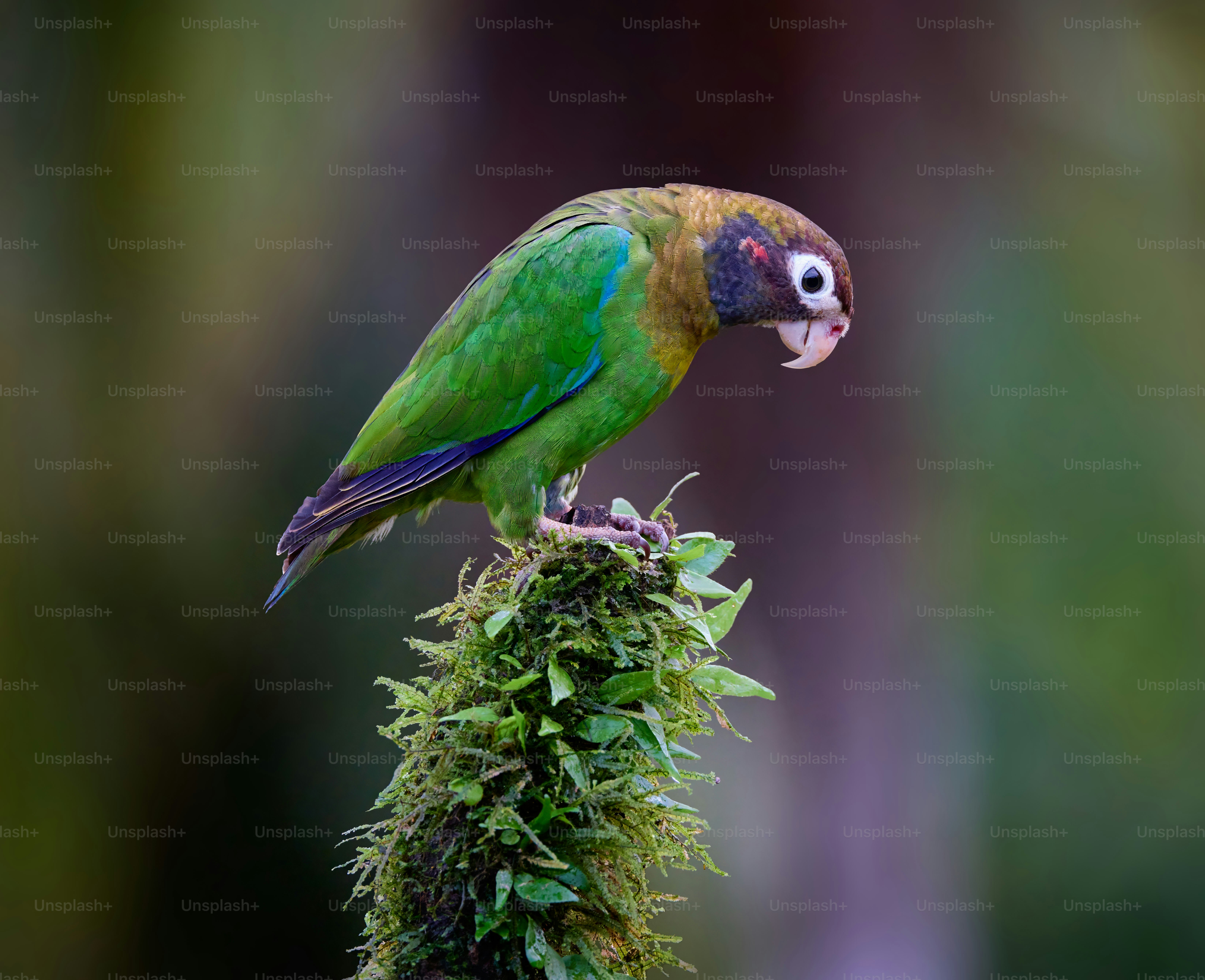 A colorful bird perched on top of a moss covered branch photo – Green ...