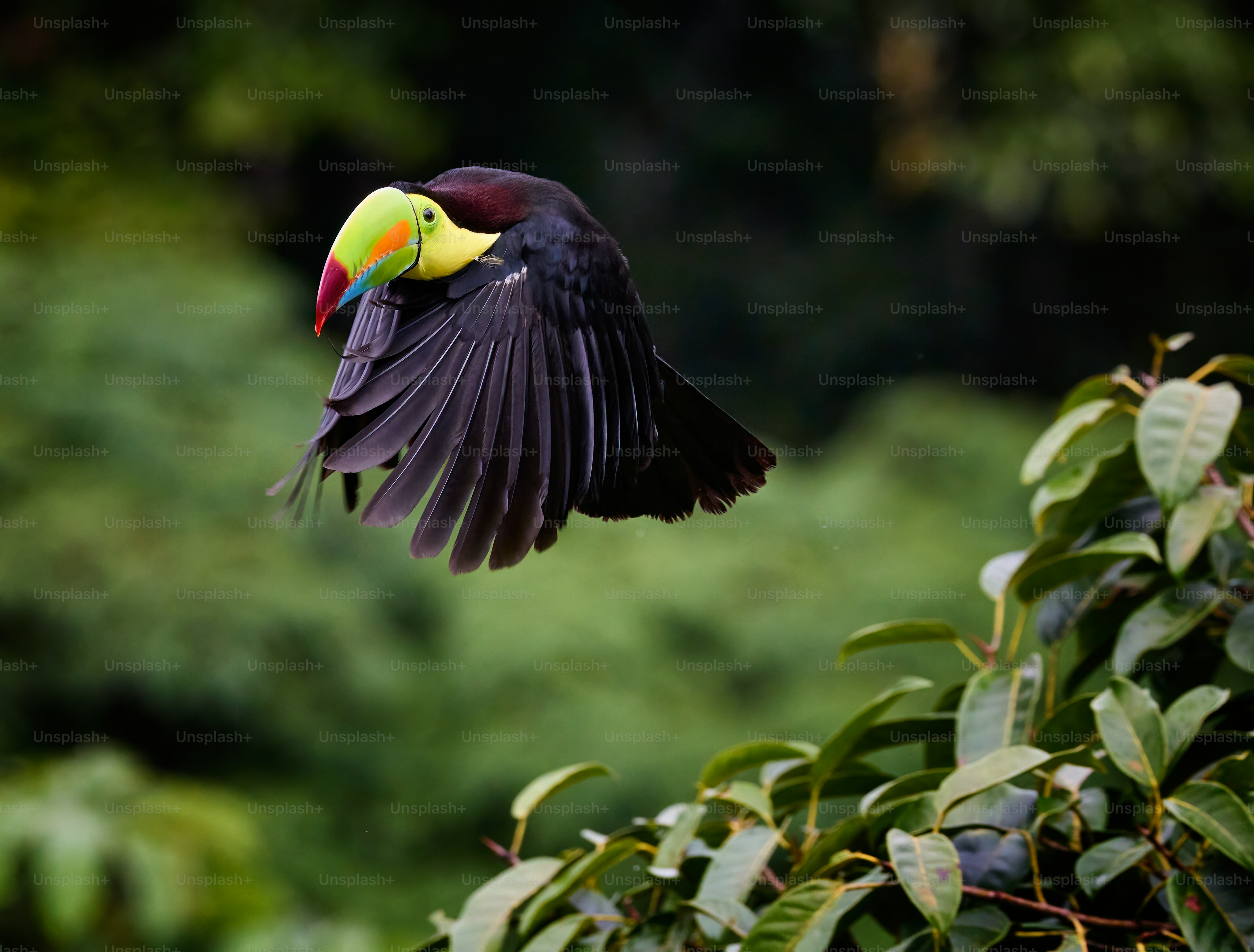 A colorful parrot flying through a forest filled with trees photo ...