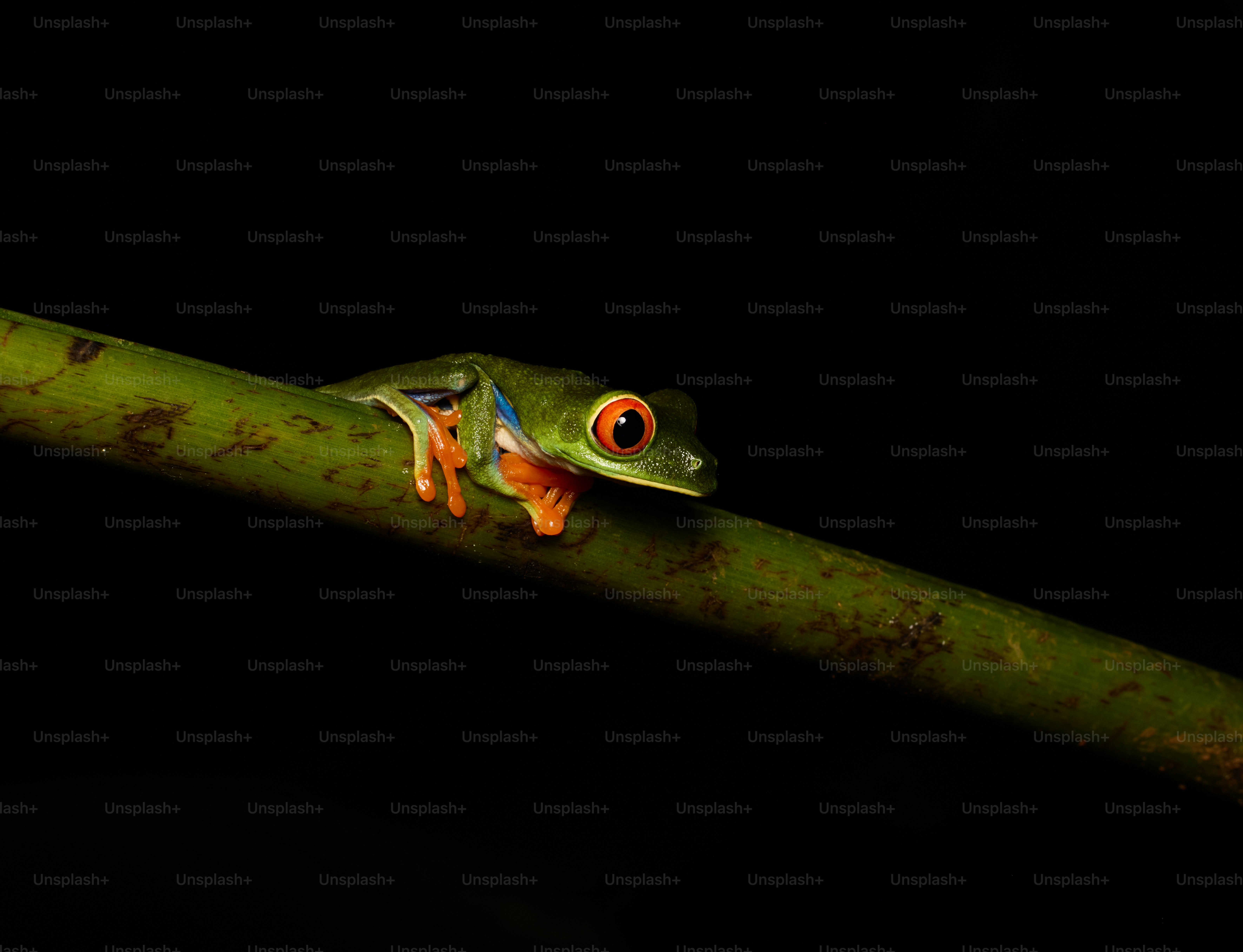A red eyed tree frog sitting on a leaf photo – Jungle Image on Unsplash