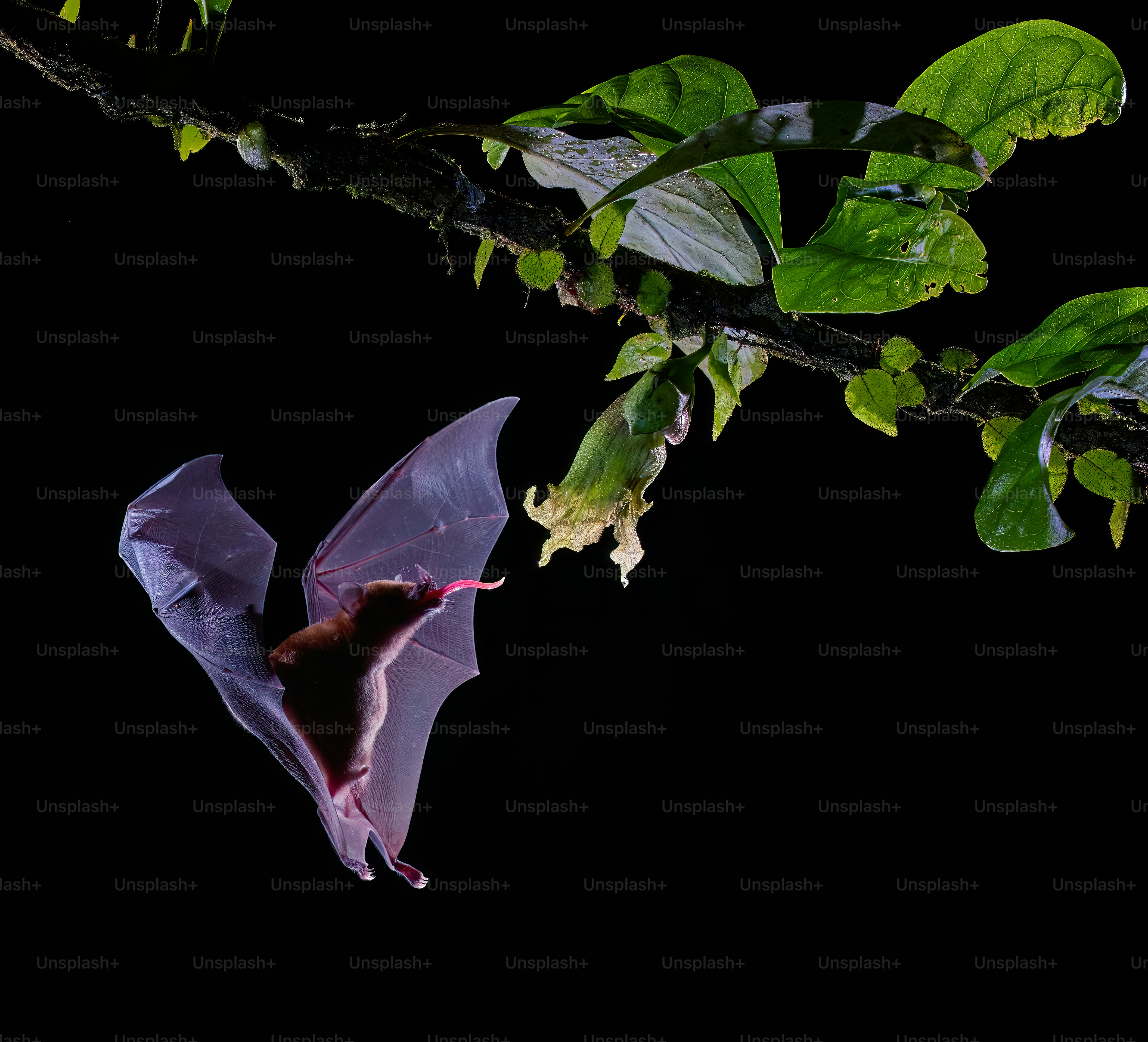 1000+ Bat Pictures | Download Free Images on Unsplash