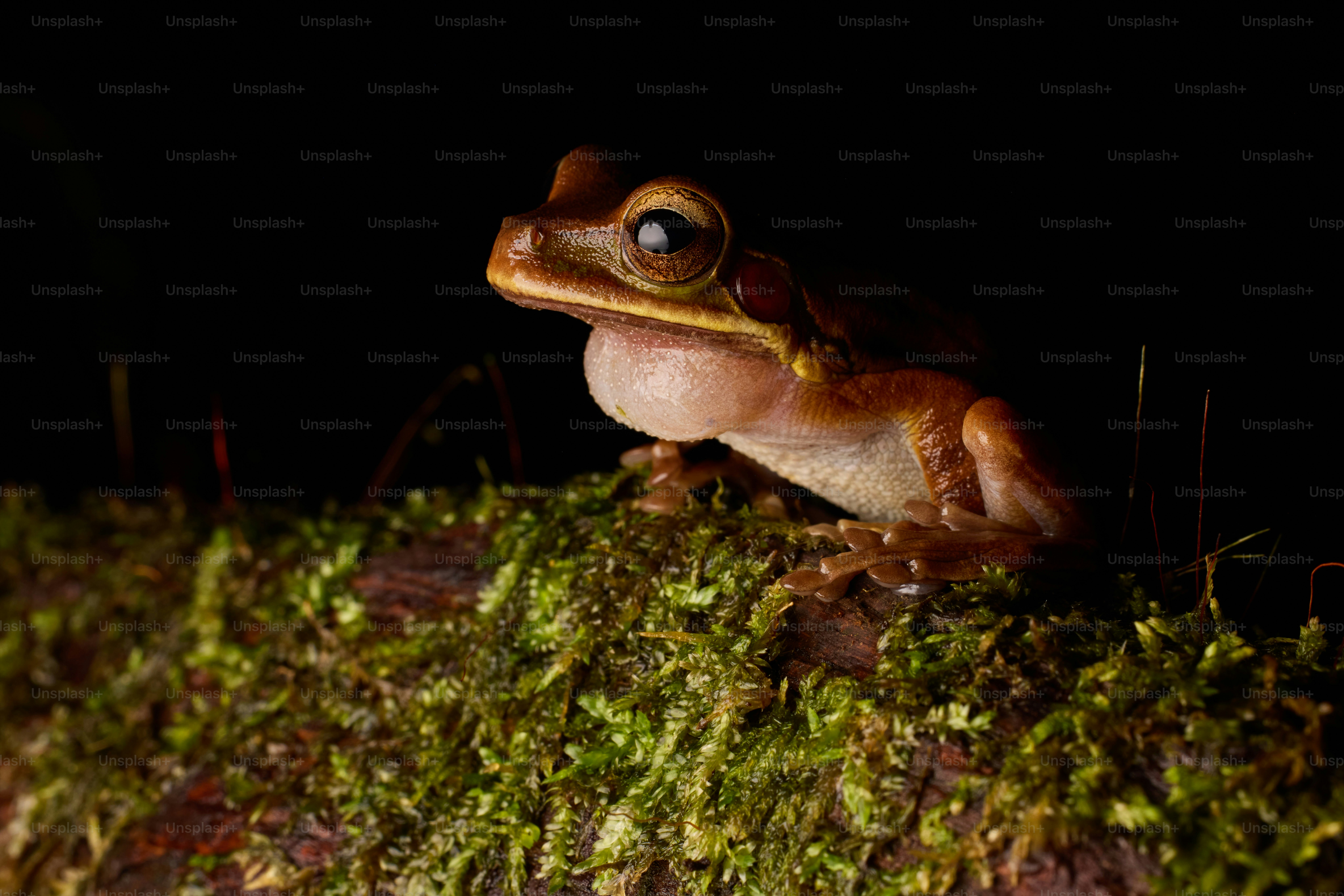 A red eyed tree frog sitting on a leaf photo – Night forest Image on ...