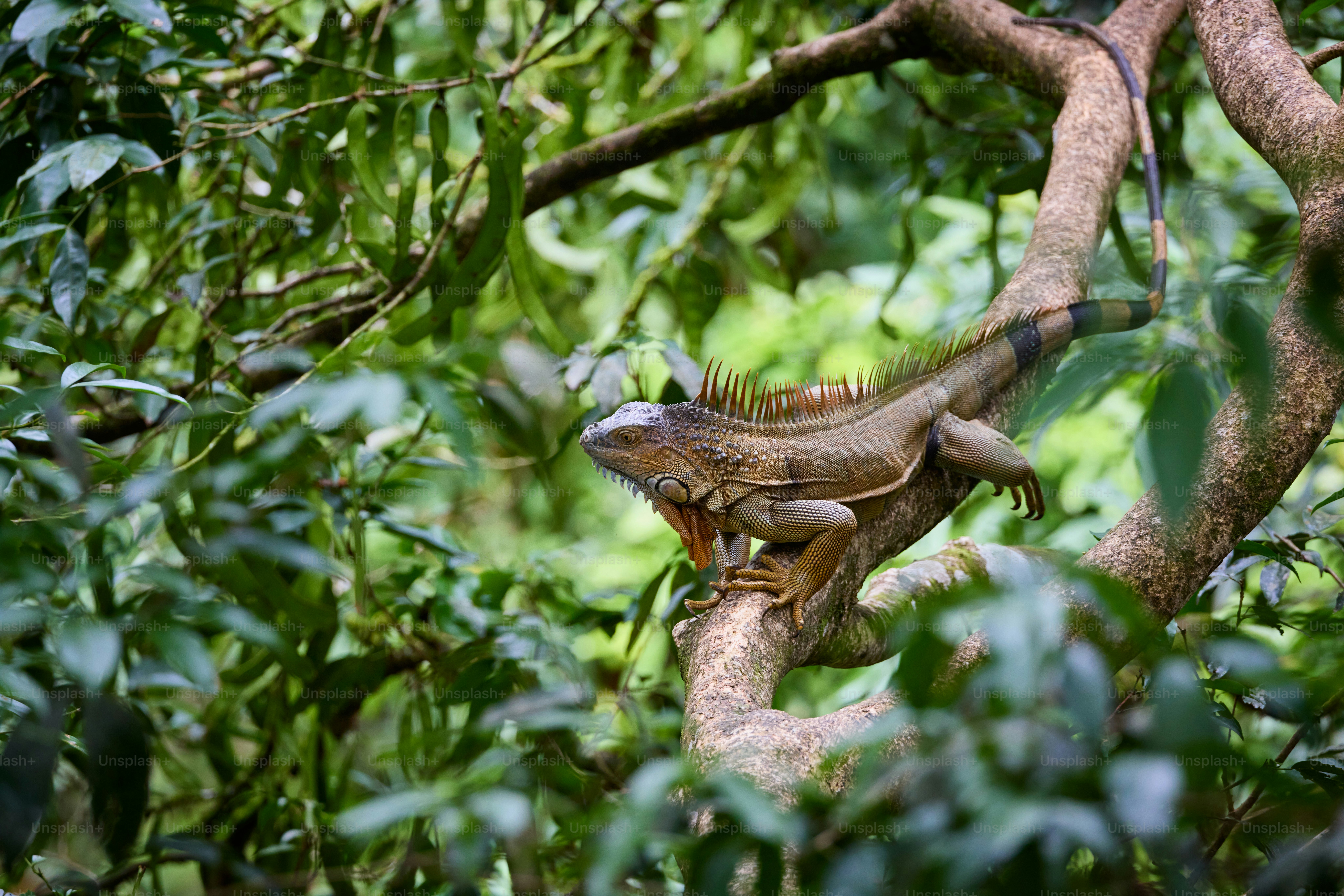 A large lizard sitting on top of a tree branch photo – Iguana Image on ...