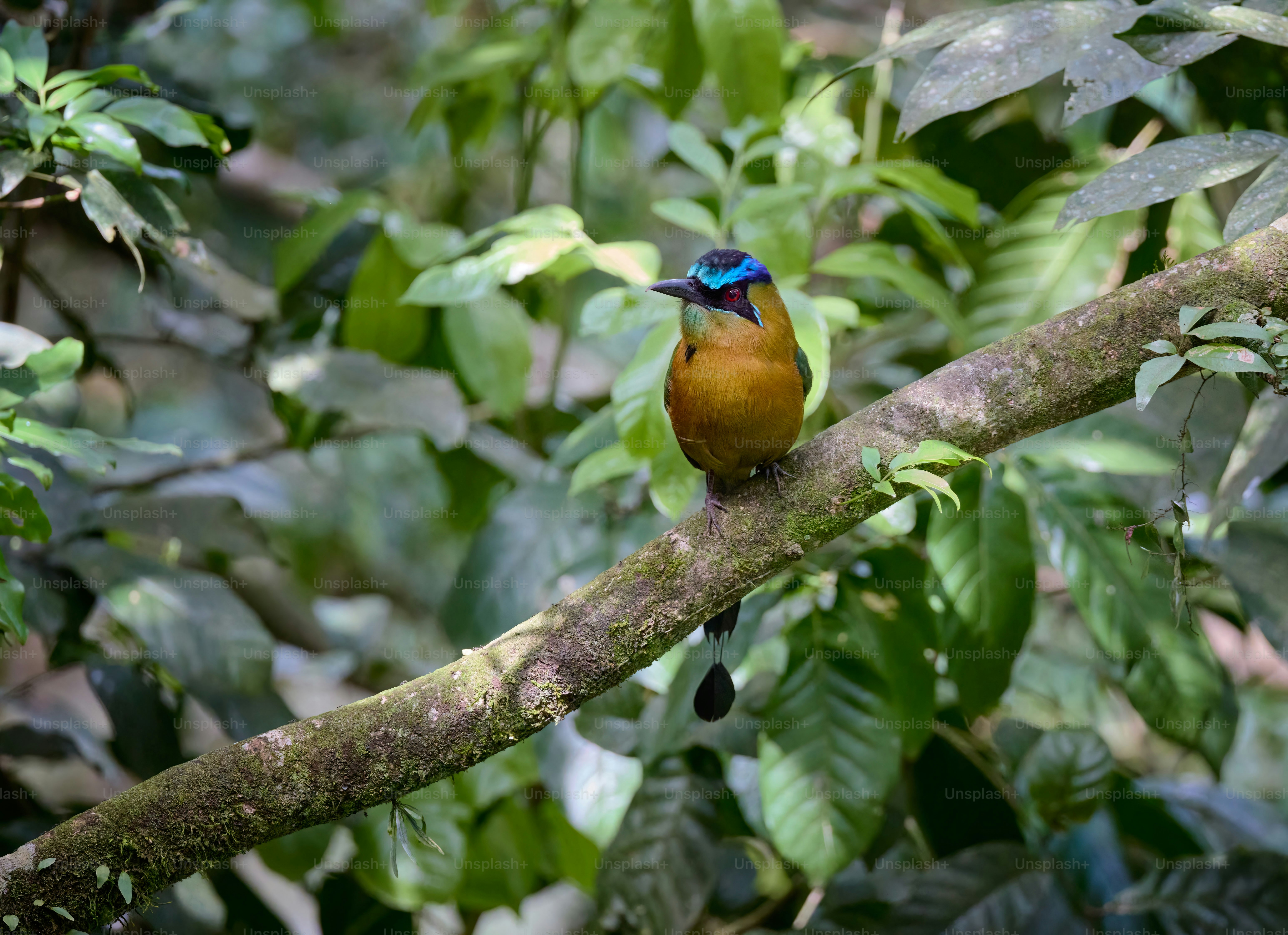 Two toucans sitting on a branch in the rain photo – Jungle Image on ...