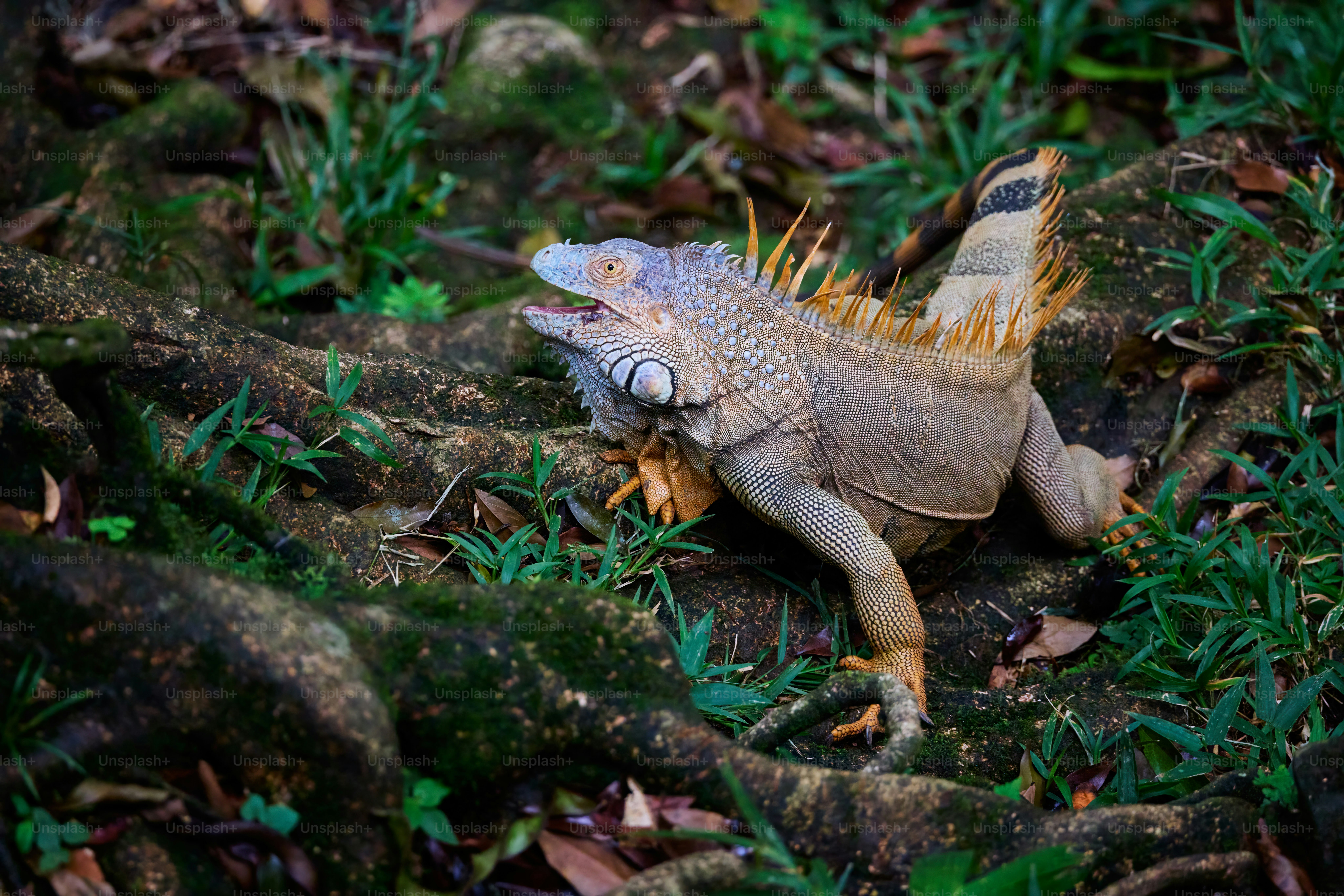 A large lizard sitting on top of a lush green field photo – Jungle ...