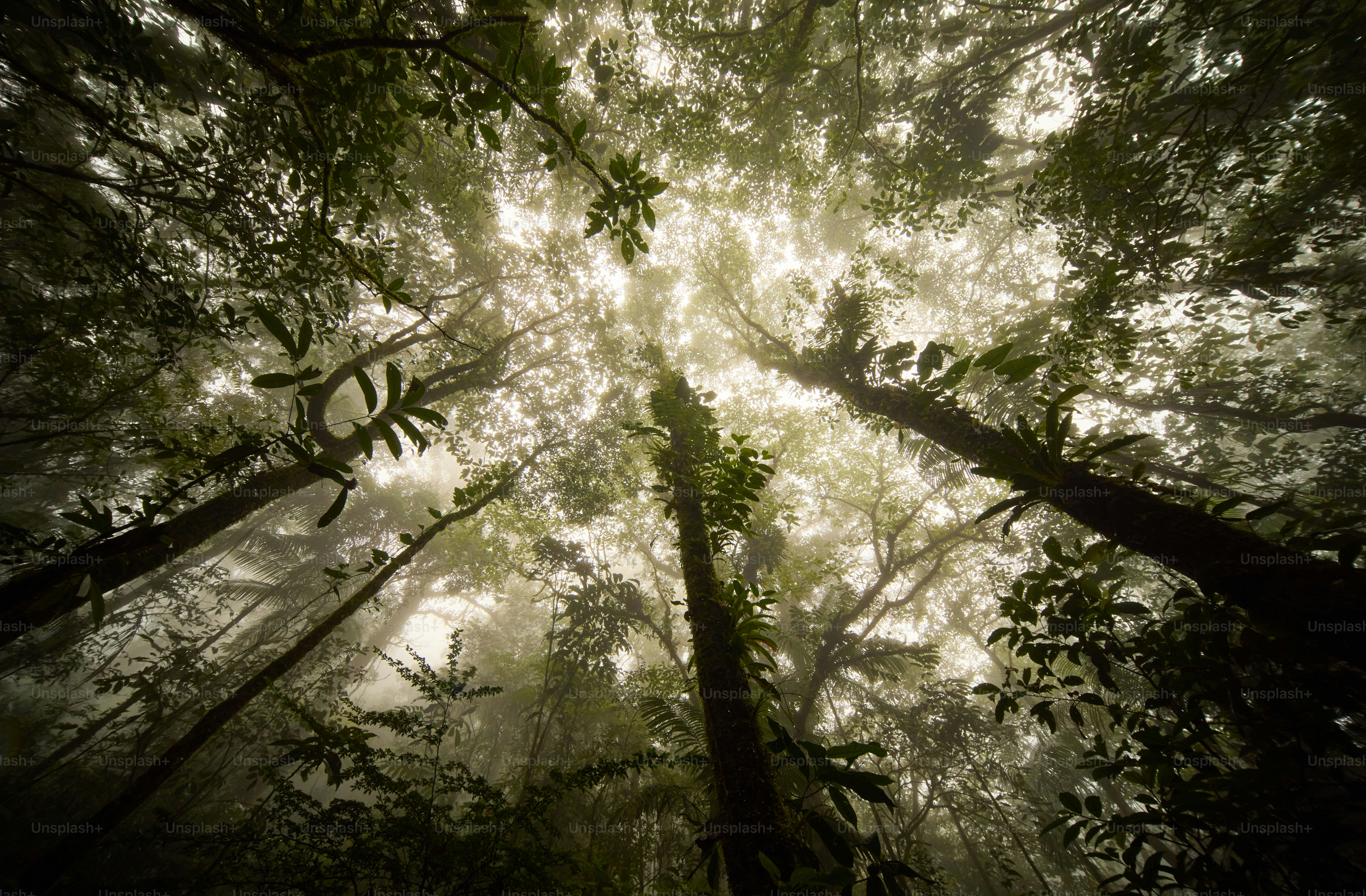 A lush green forest filled with lots of trees photo – Jungle Image on ...