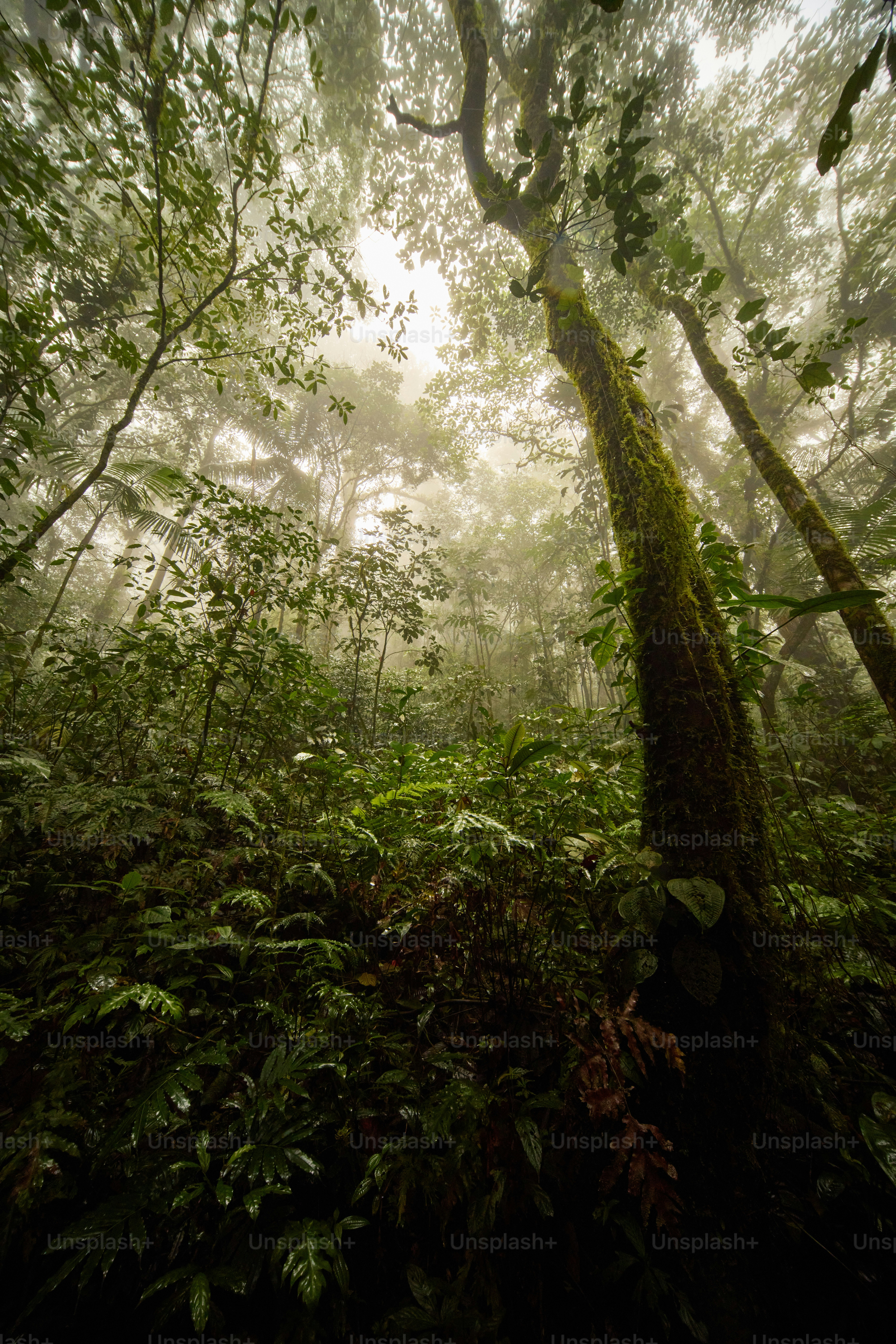 A lush green forest filled with lots of trees photo – Vegetation Image ...