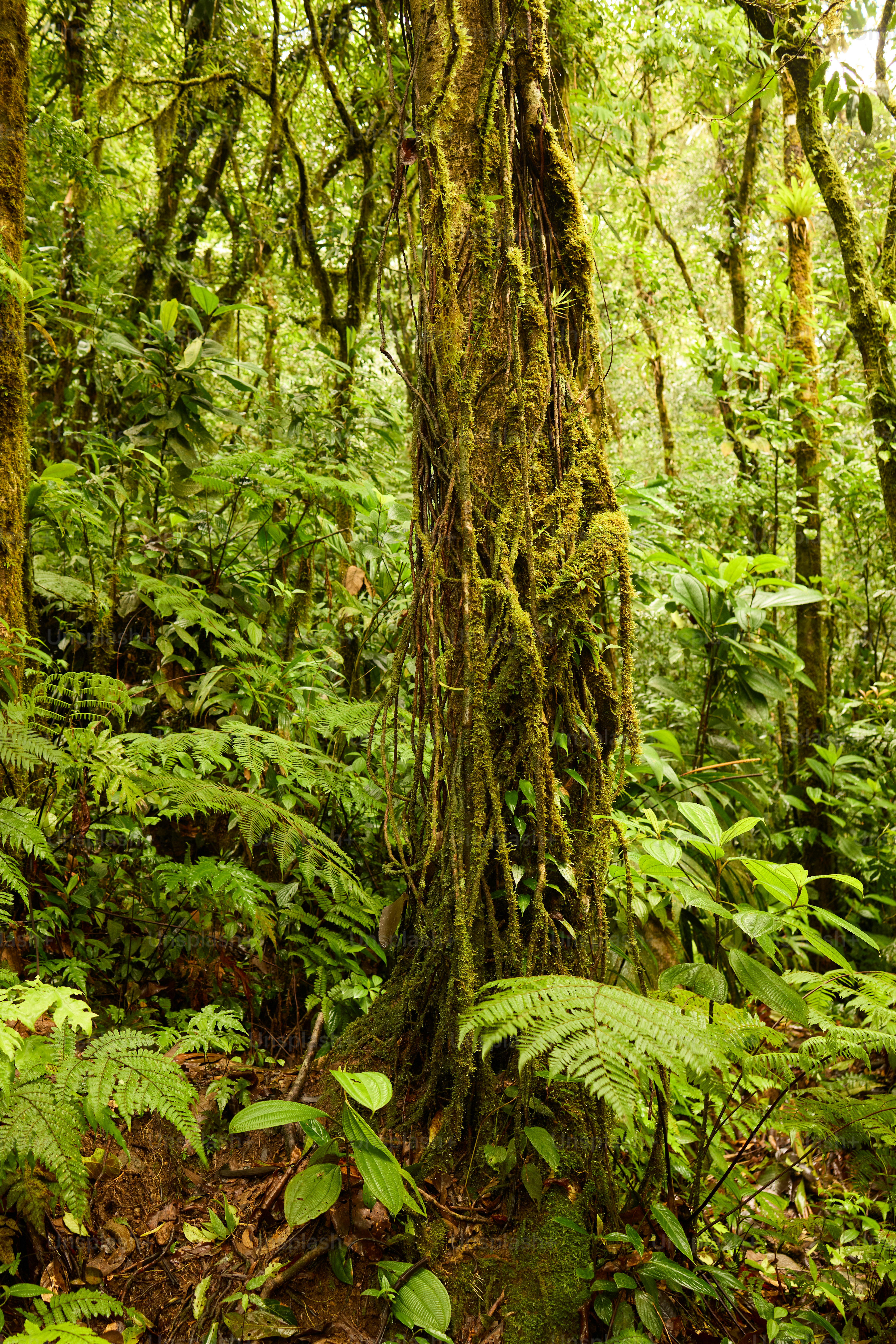A forest filled with lots of tall trees photo – Jungle Image on Unsplash