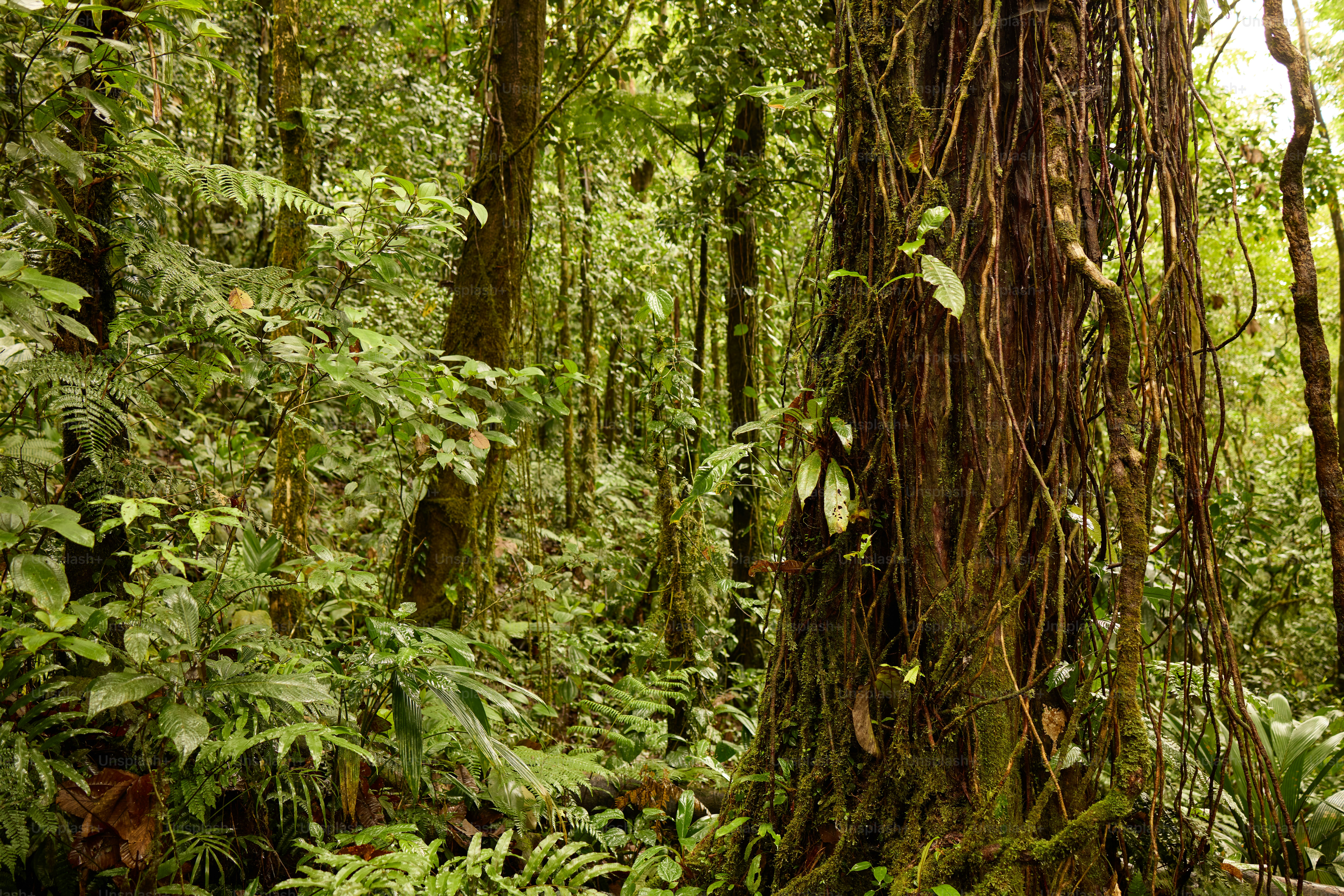 A lush green forest filled with lots of trees photo – Vegetation Image ...