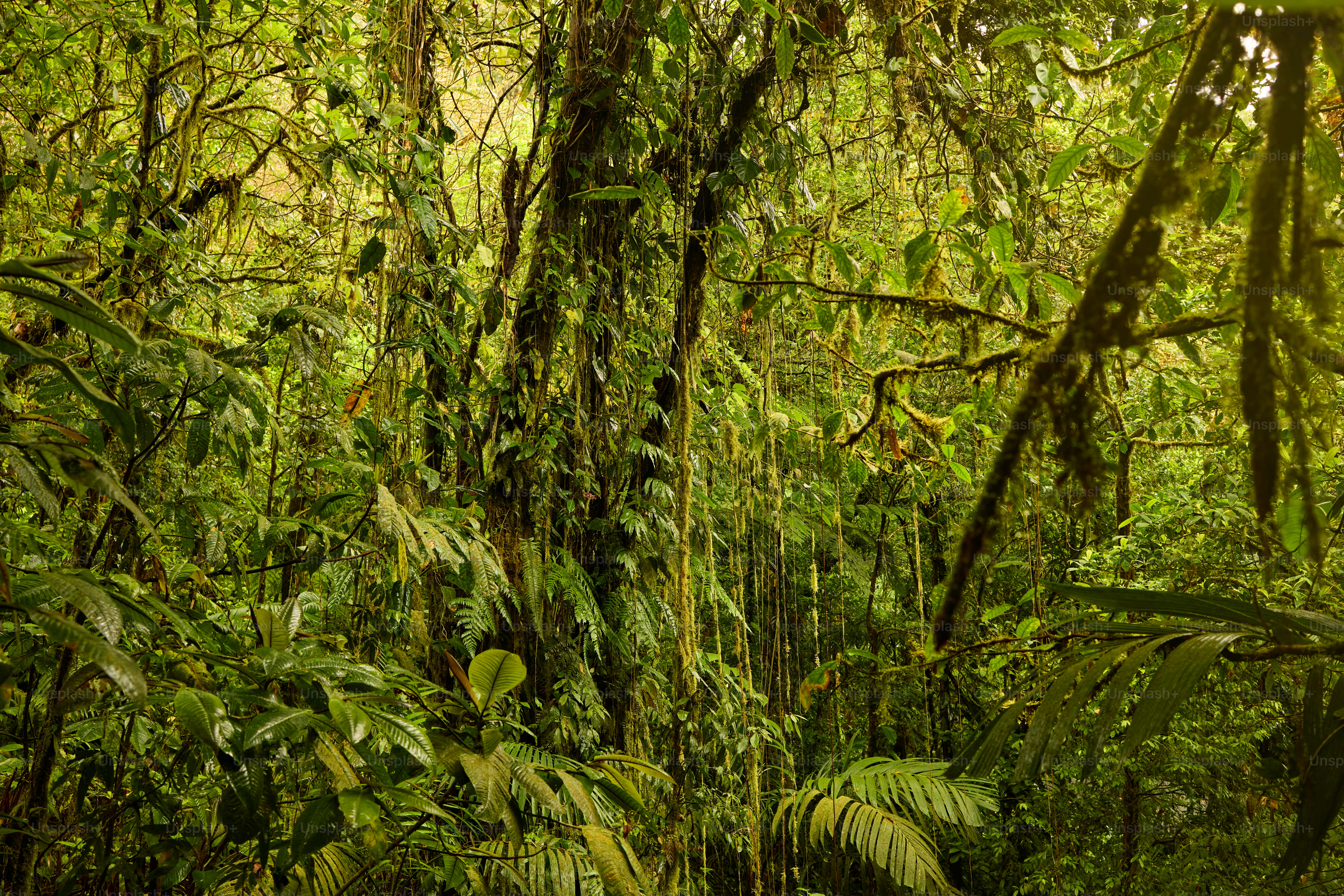 A forest filled with lots of tall trees photo – Forest Image on Unsplash