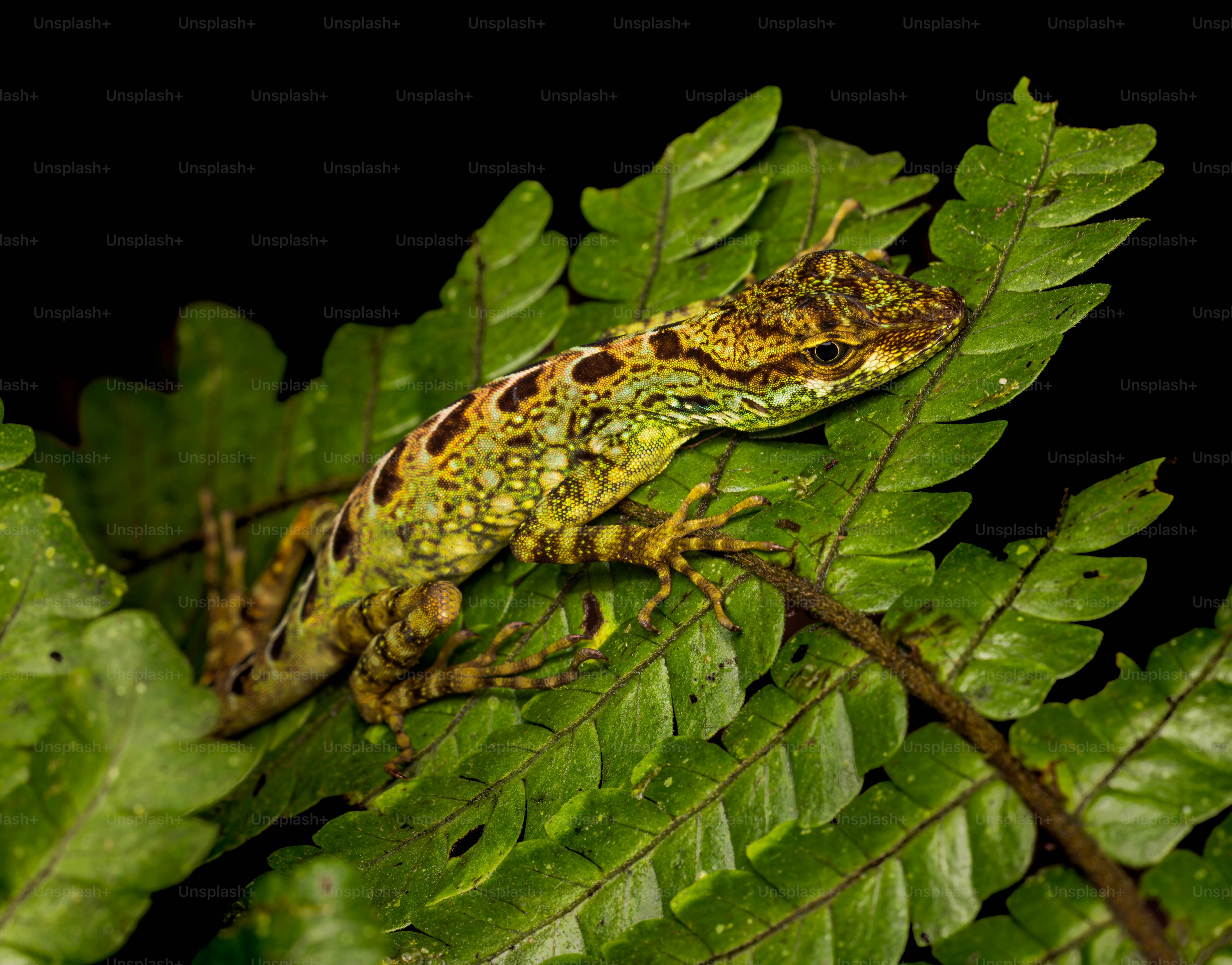 Imágenes de Primer Plano De Gecko | Descarga imágenes gratuitas en Unsplash