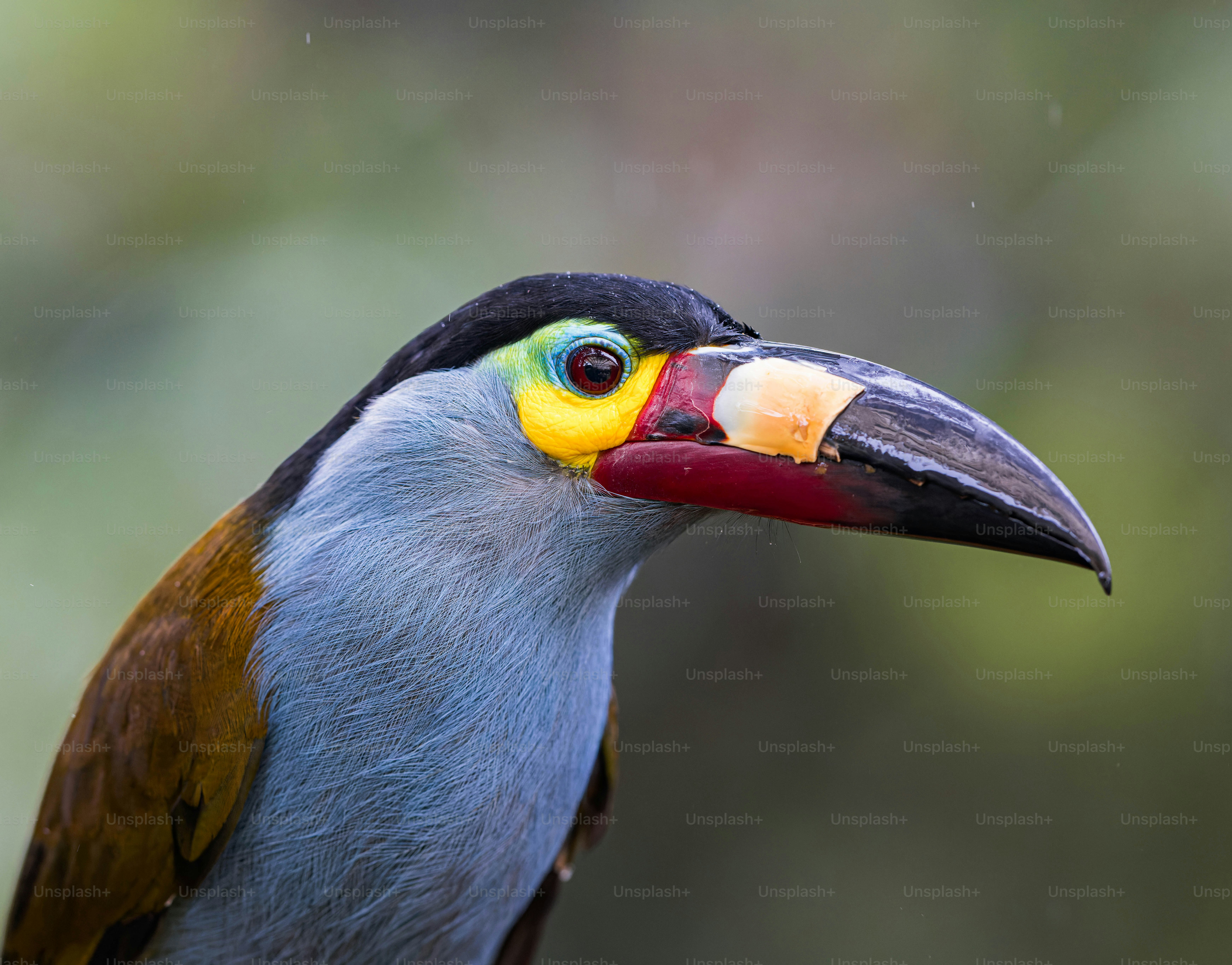 A close up of a bird with a colorful beak photo – Tucan Image on Unsplash