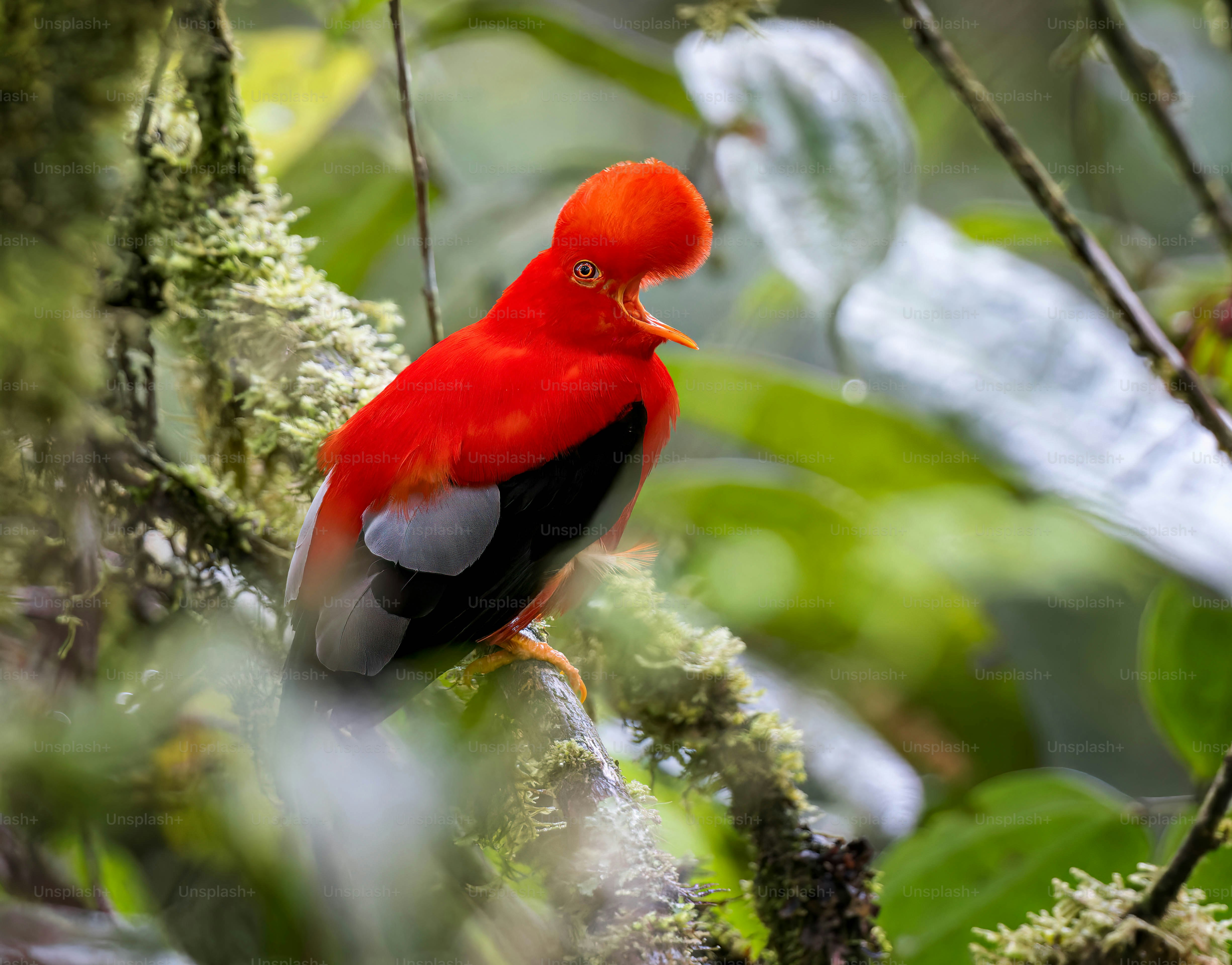 Red Bird Pictures | Download Free Images on Unsplash