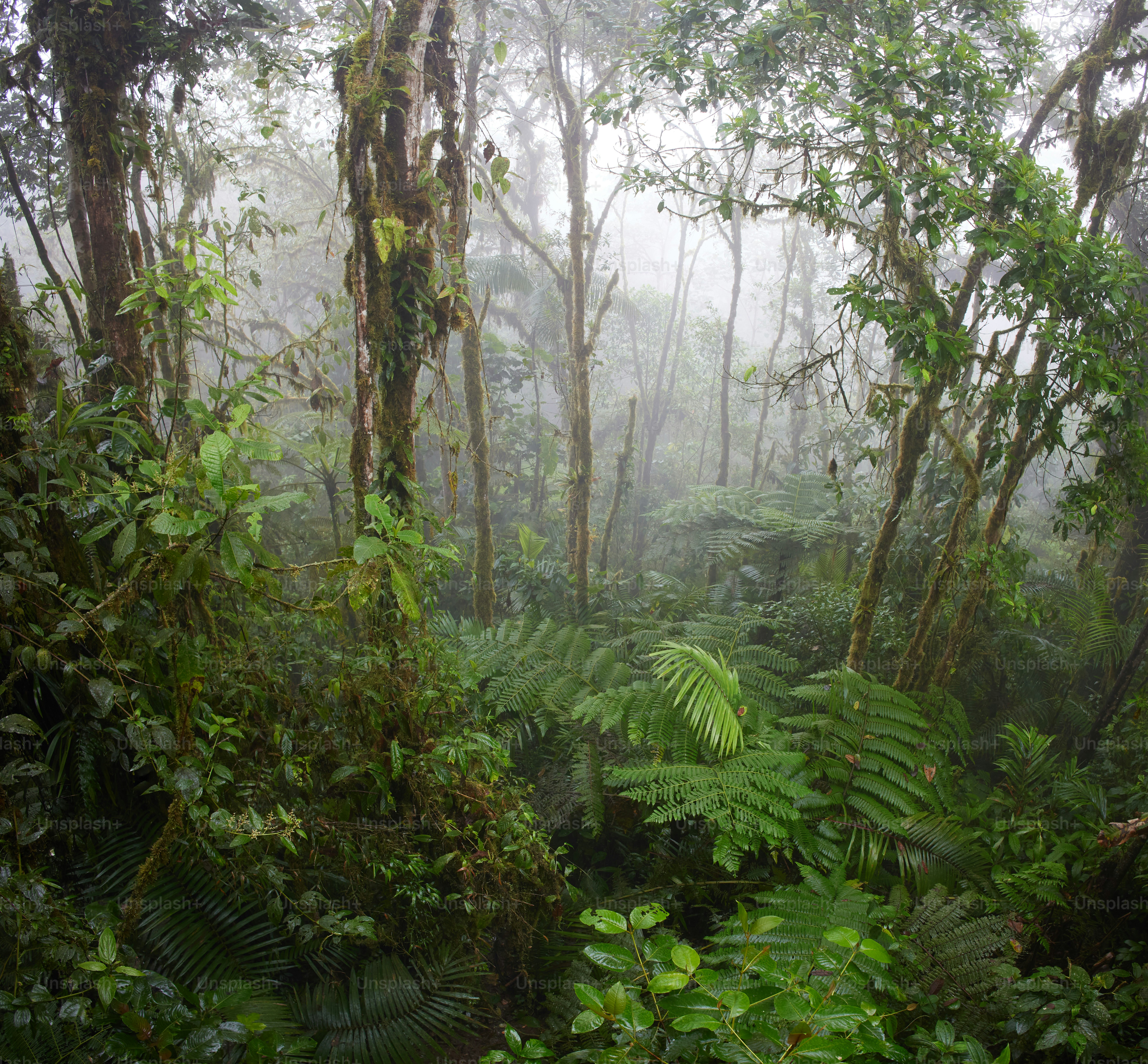 A lush green forest filled with lots of trees photo – Trees Image on ...