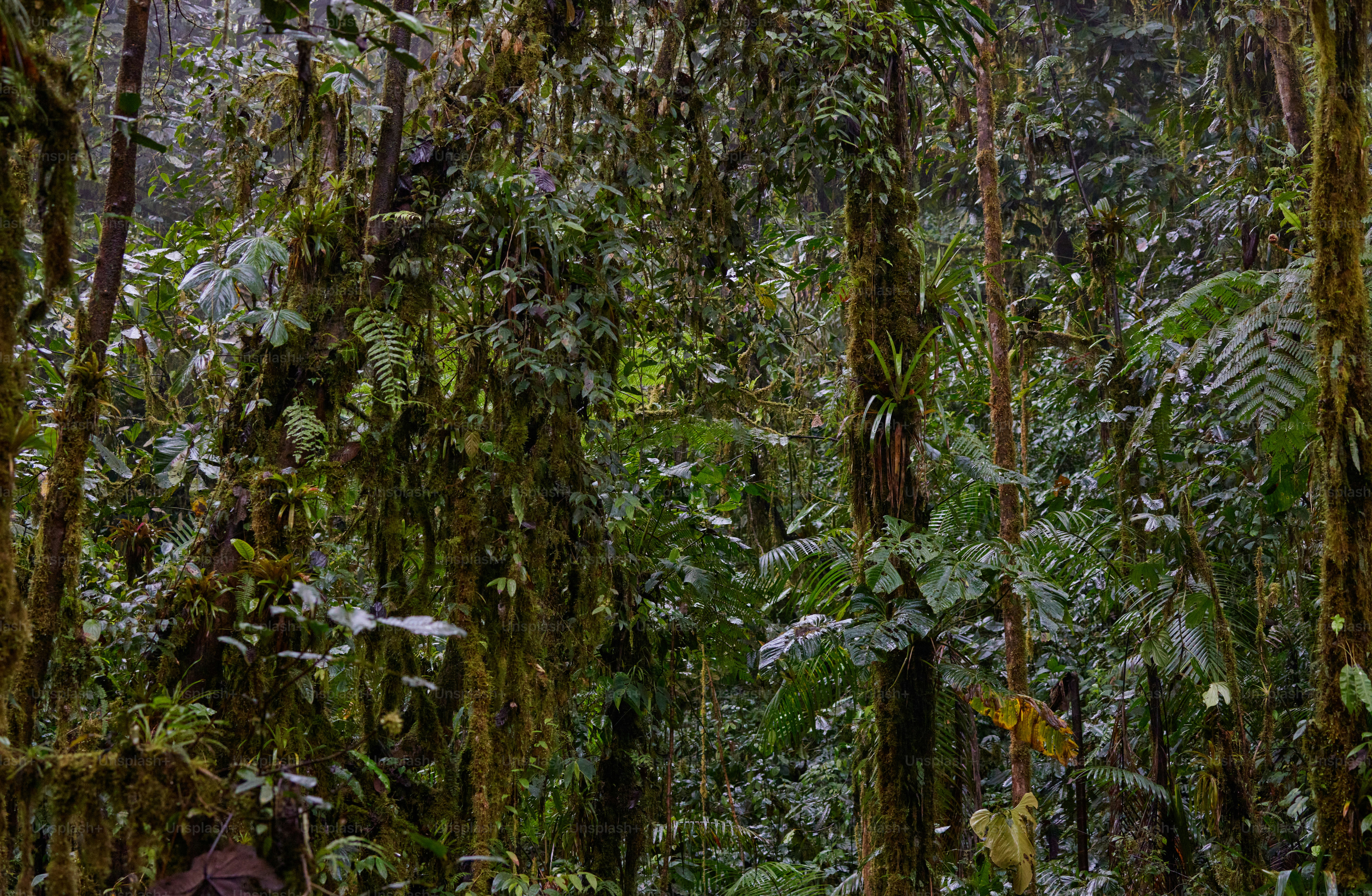 A forest filled with lots of trees and plants photo – Foliage Image on ...