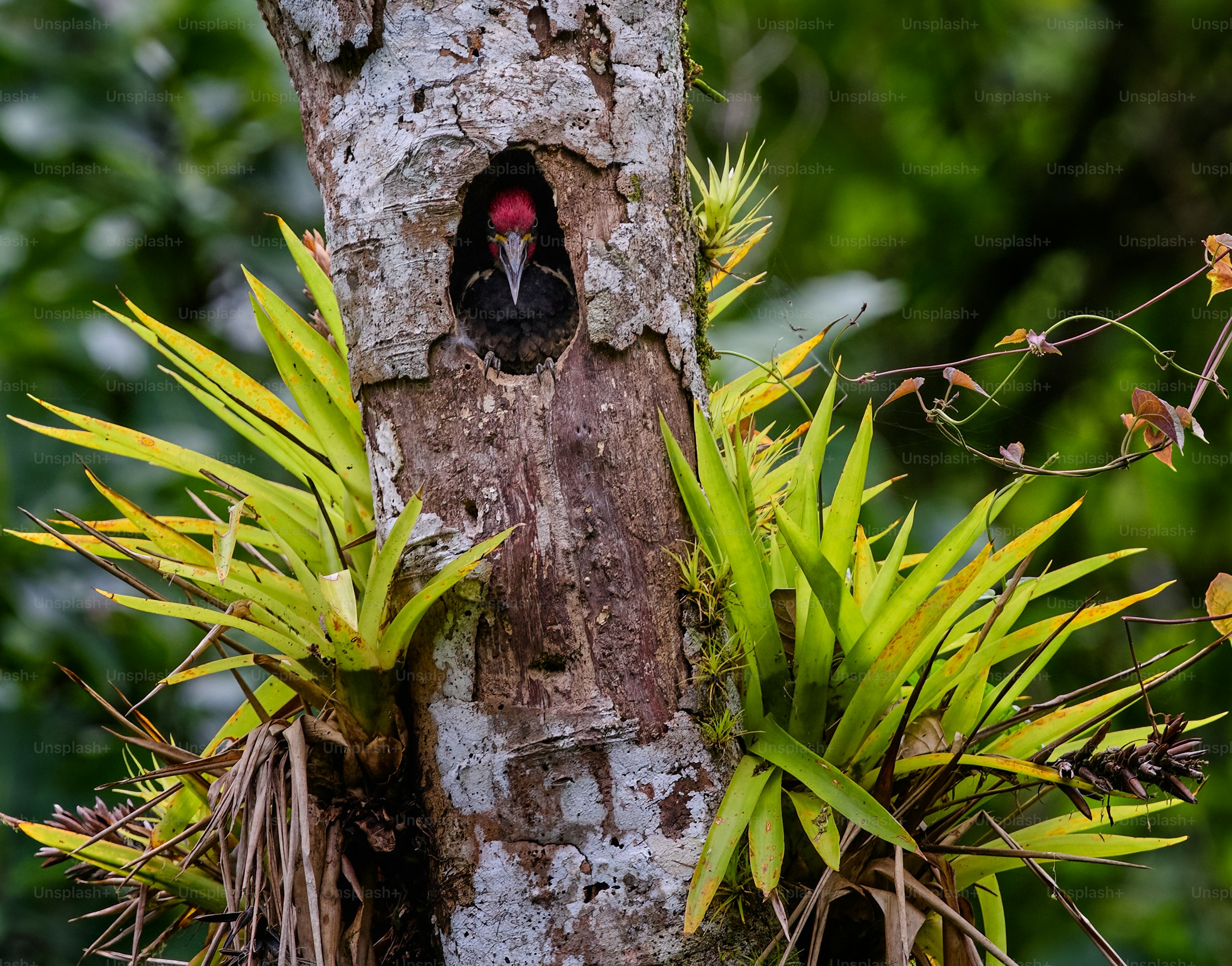 A bird is poking its head out of a hole in a tree photo – Woodpecker ...