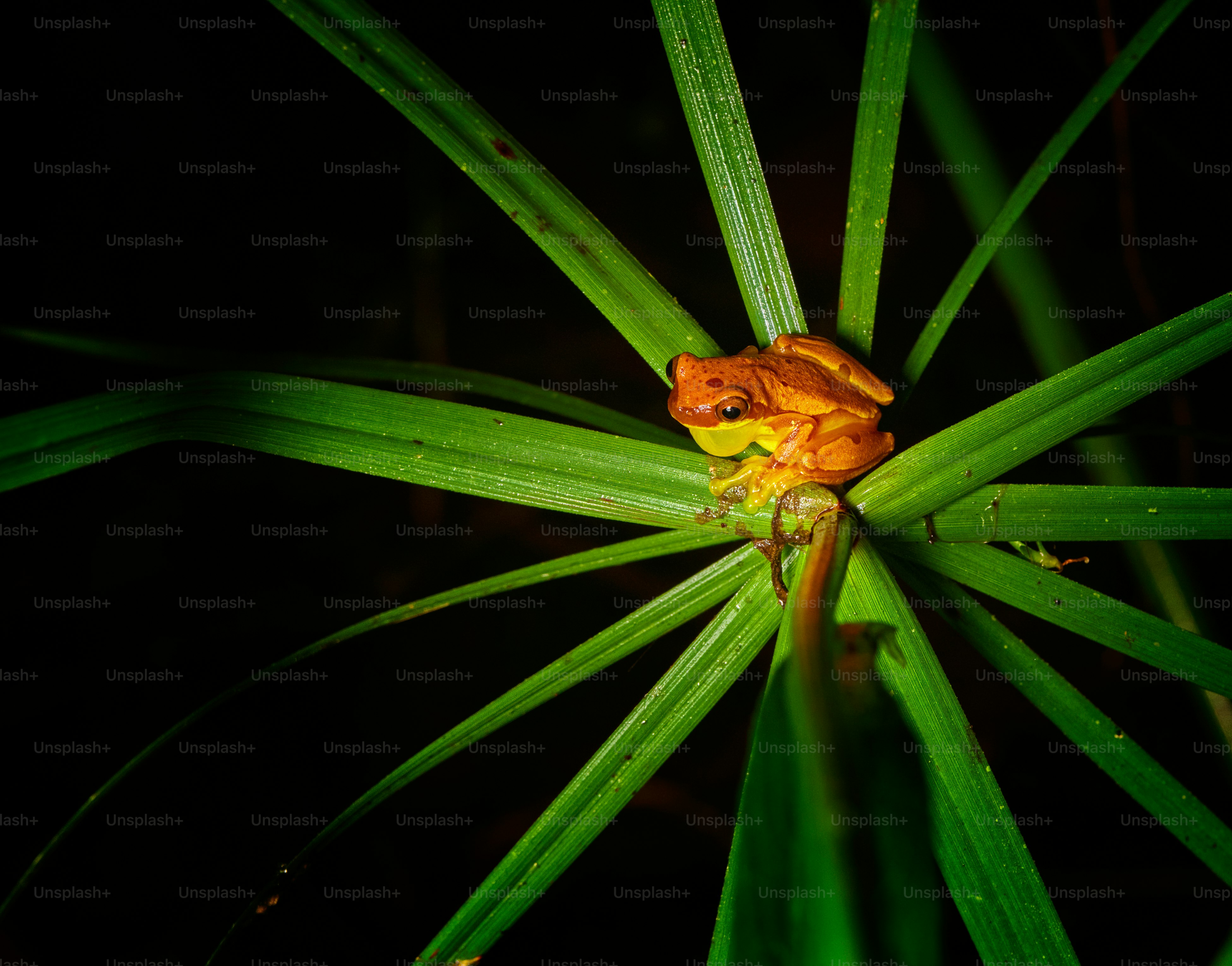 Um sapo sentado em cima de uma folha verde foto – Imagem sobre Panamá ...