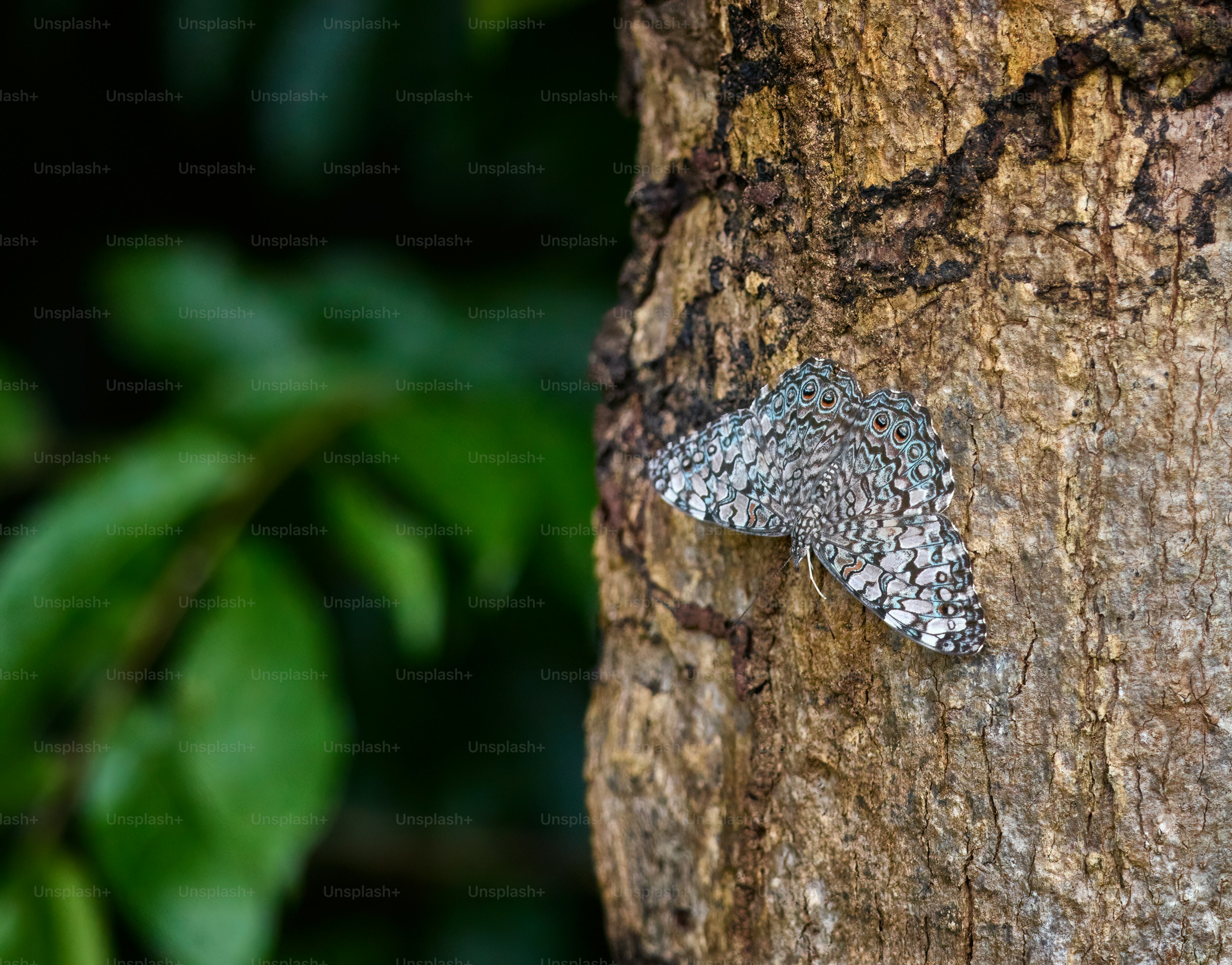 A close up of a tree with a butterfly on it photo – Blue butterfly ...