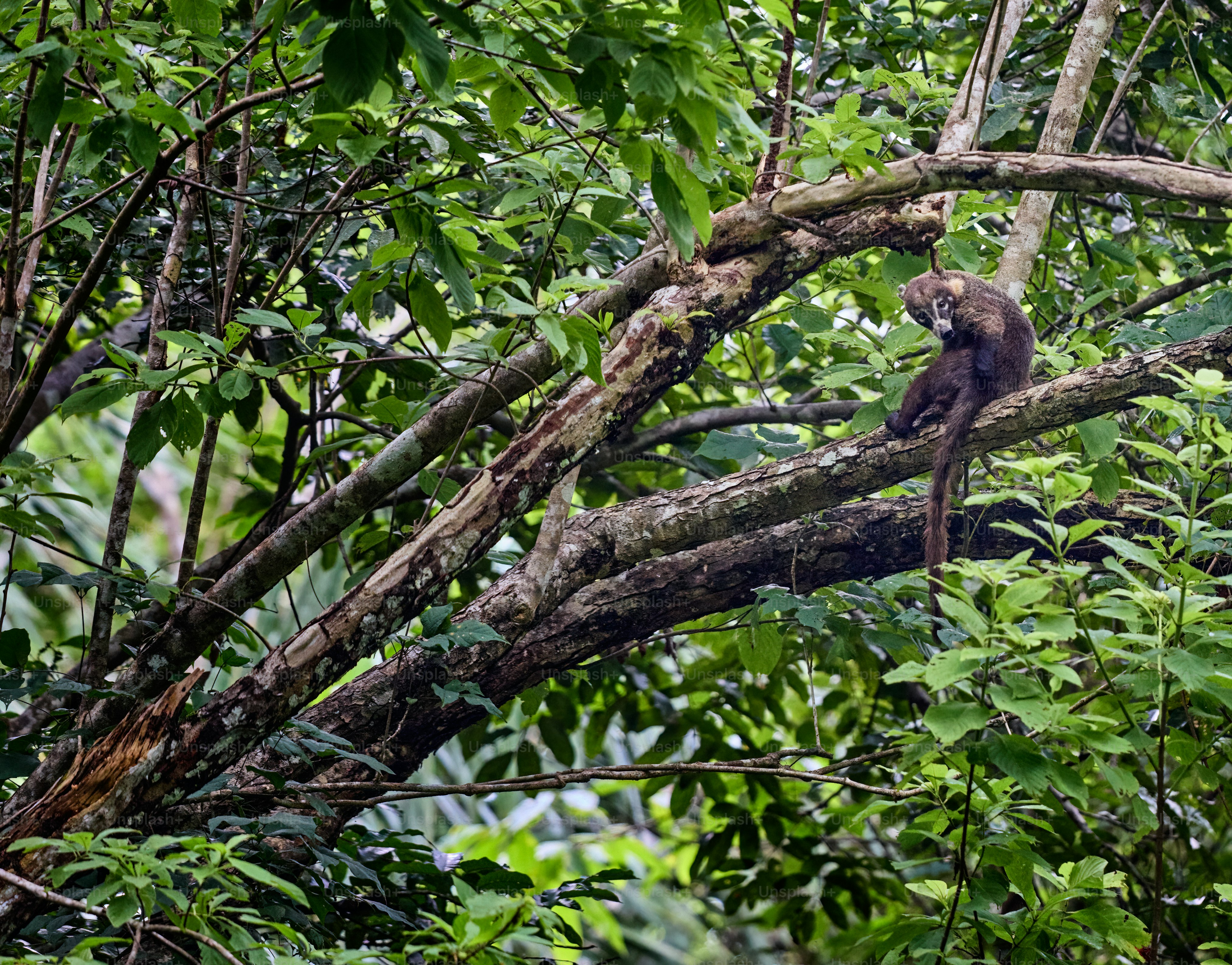 A monkey sitting on a tree branch in a forest photo – Jungle Image on ...