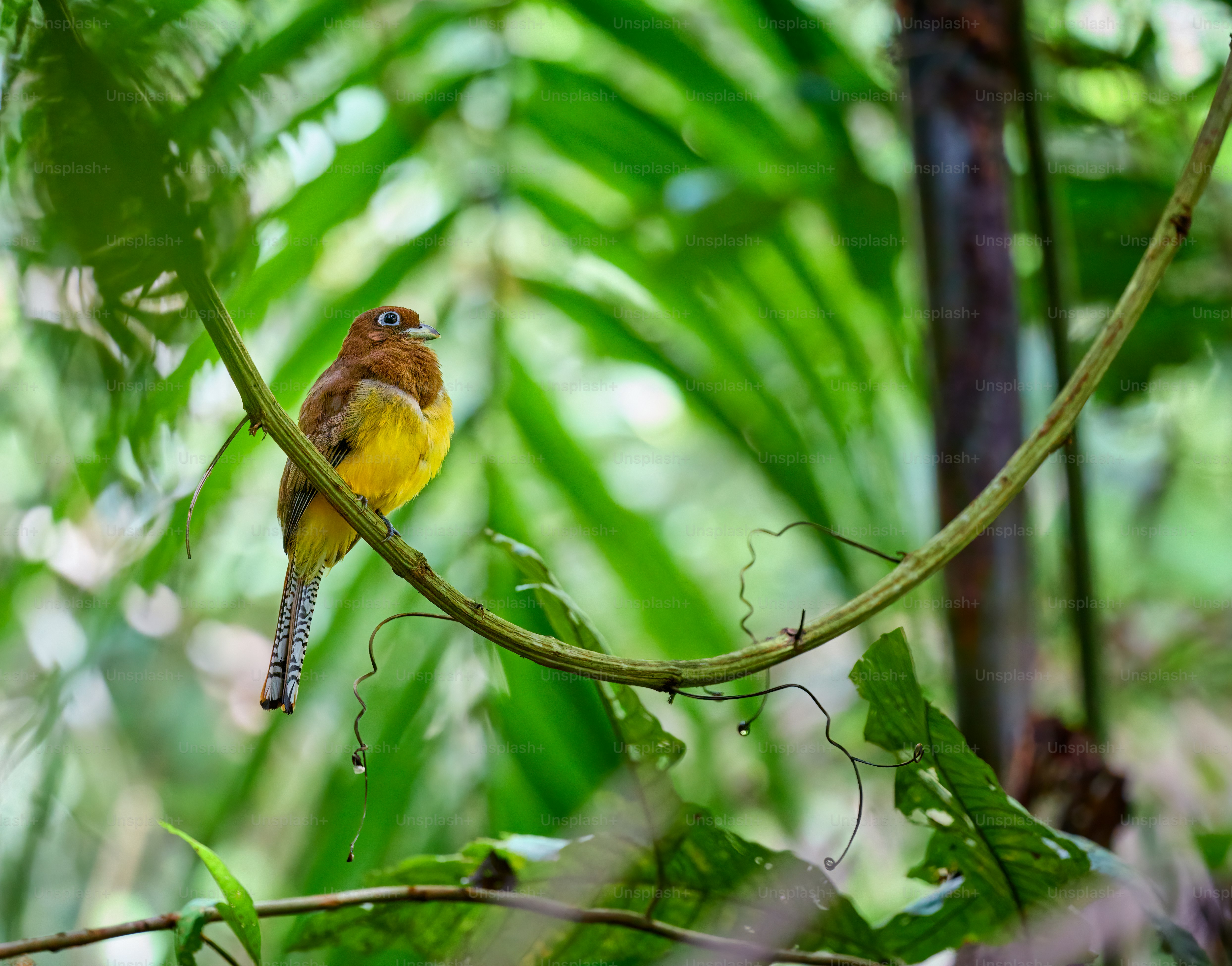 500+ Bird Pictures [HD] | Download Free Images on Unsplash