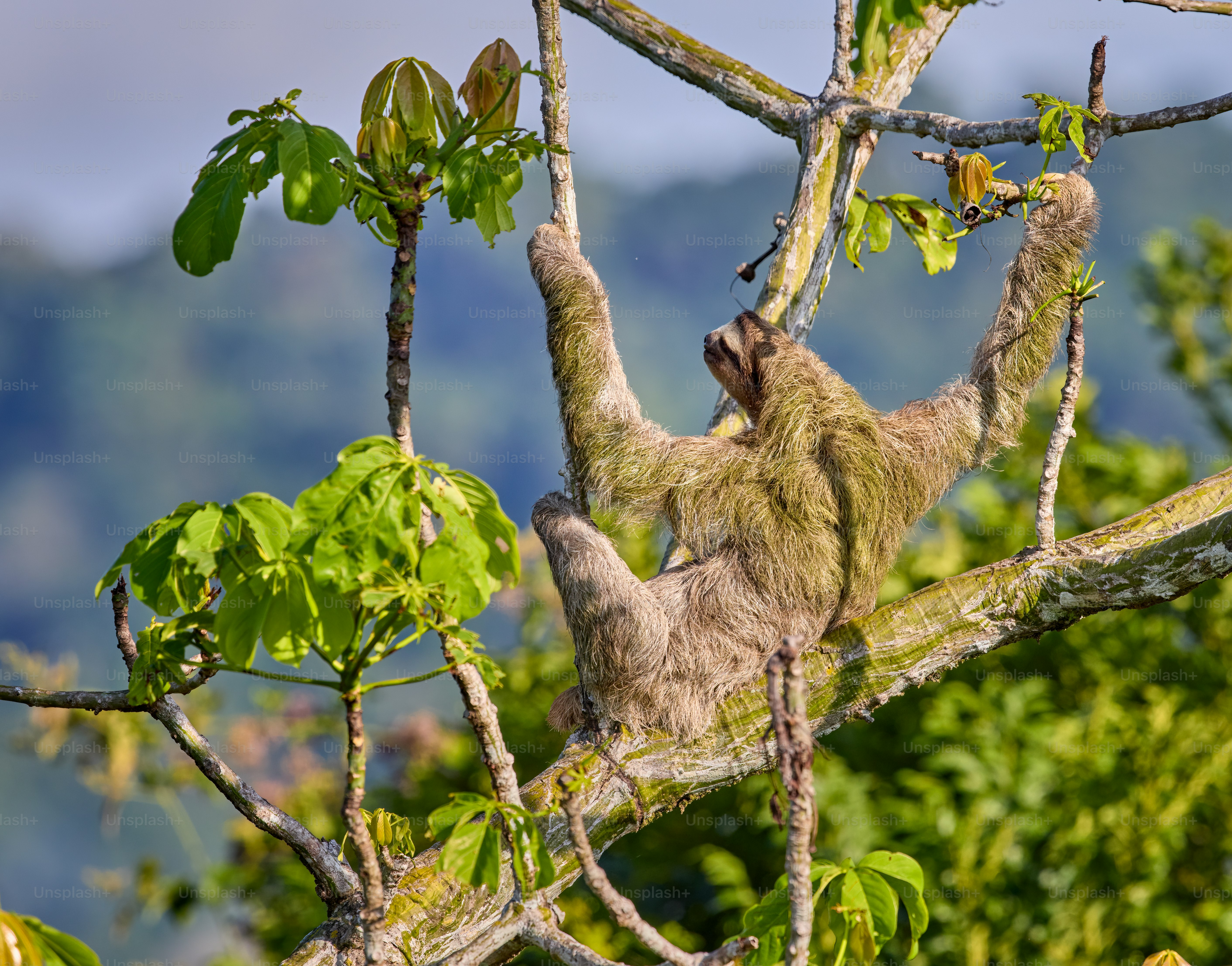A sloth hanging from a tree branch in a forest photo – Sloth Image on ...