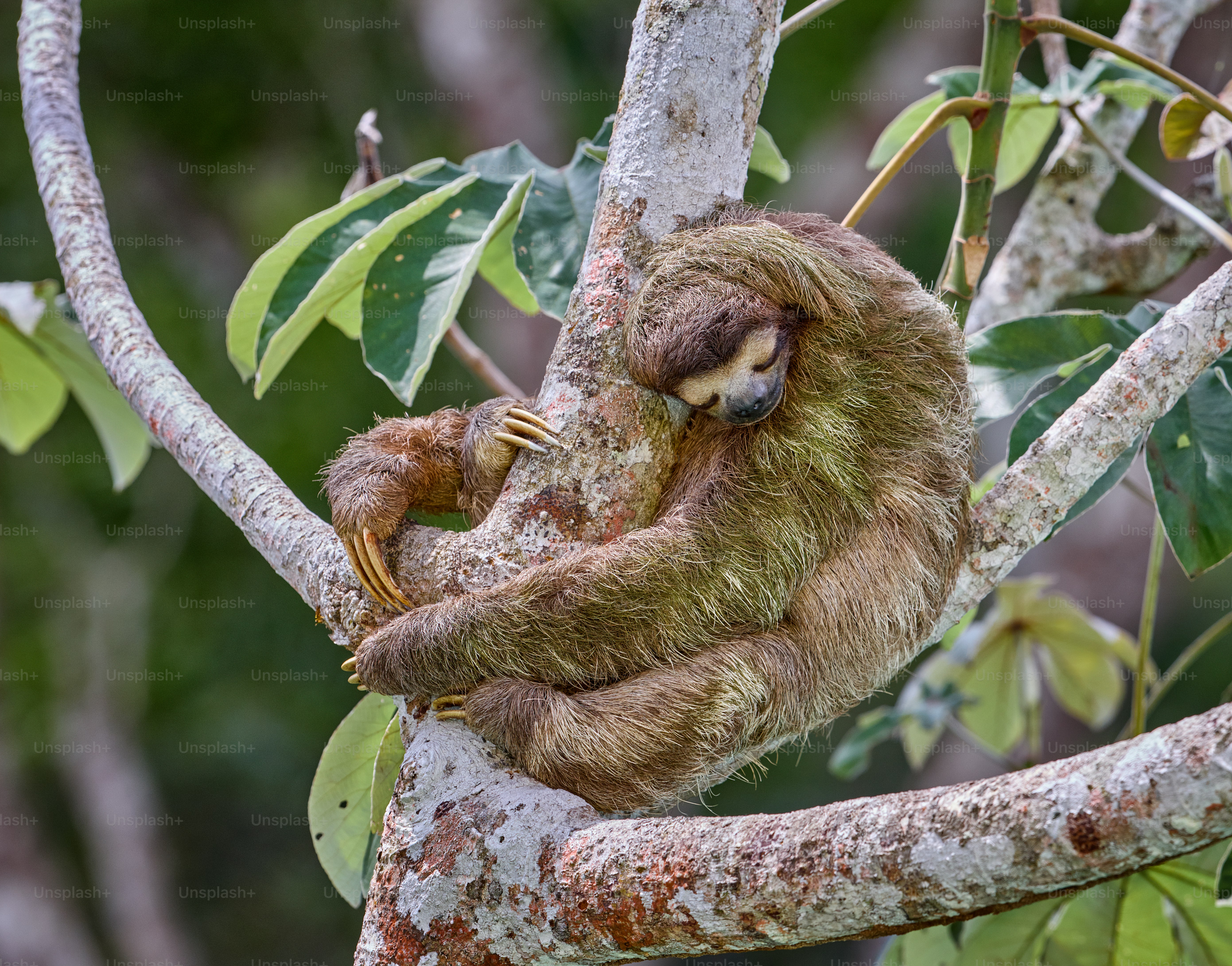 Sloth Sleeping In Tree