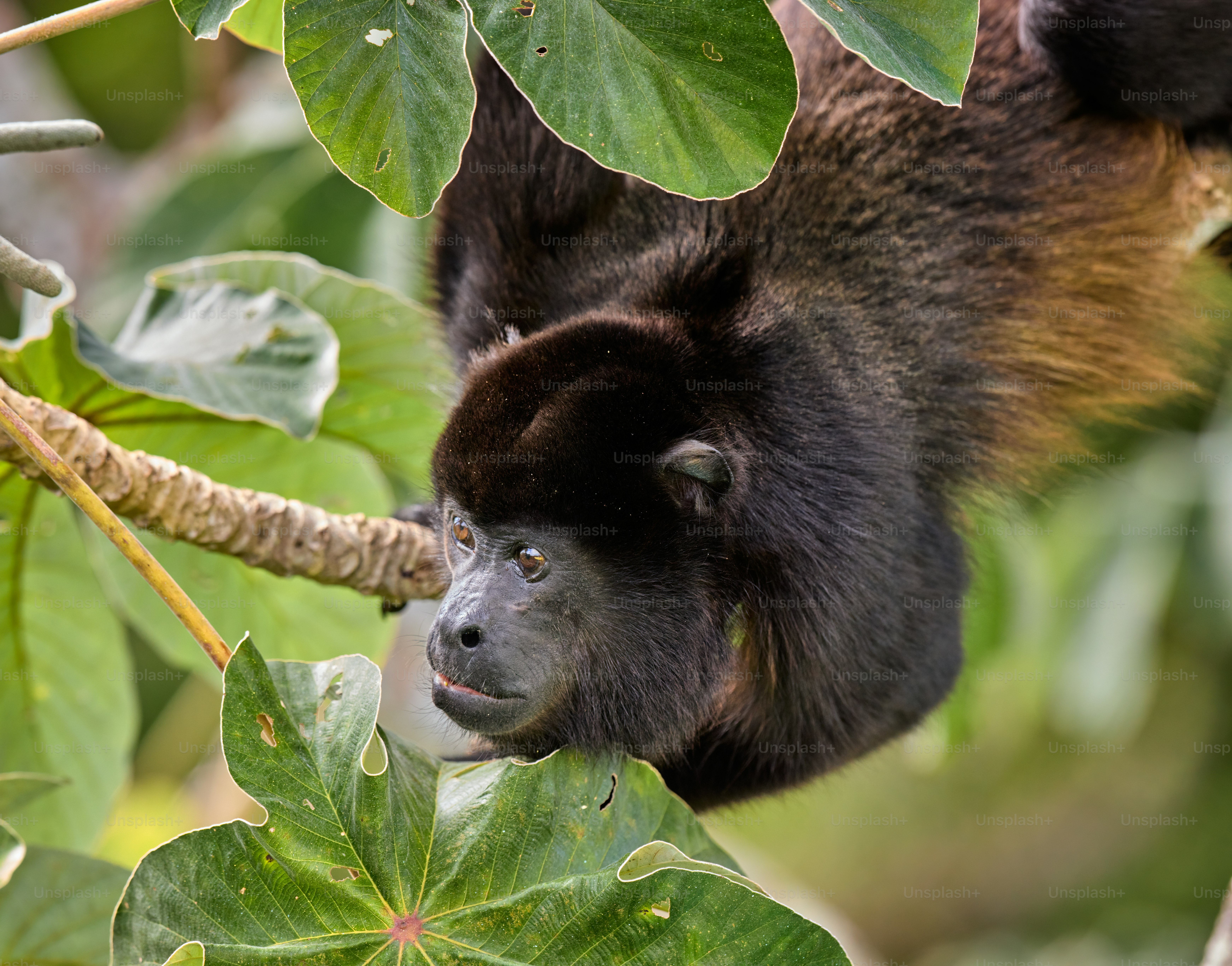 Un mono colgado de la rama de un árbol foto – Imagen de Selva en Unsplash