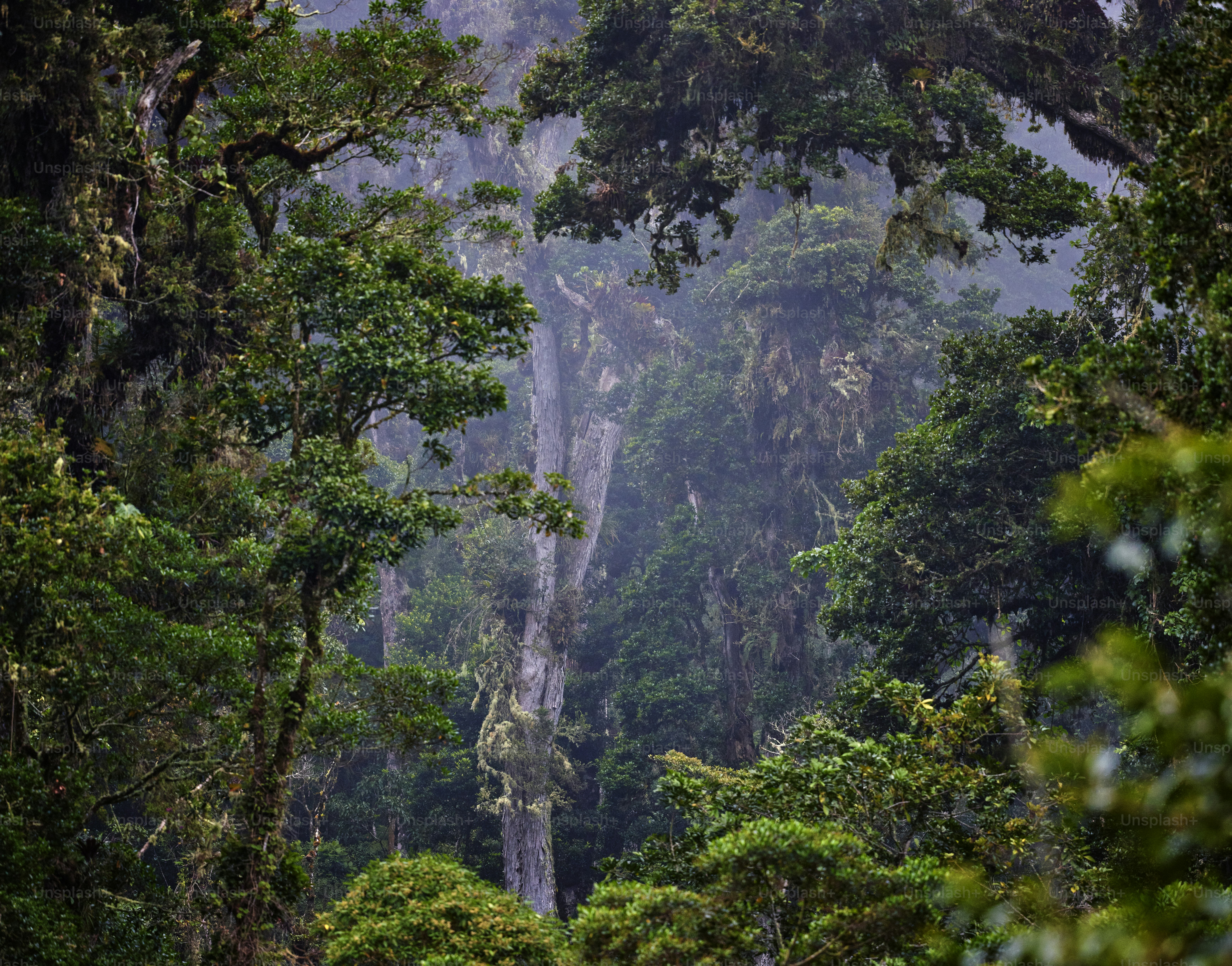 Indonesia Forest Pictures | Download Free Images on Unsplash