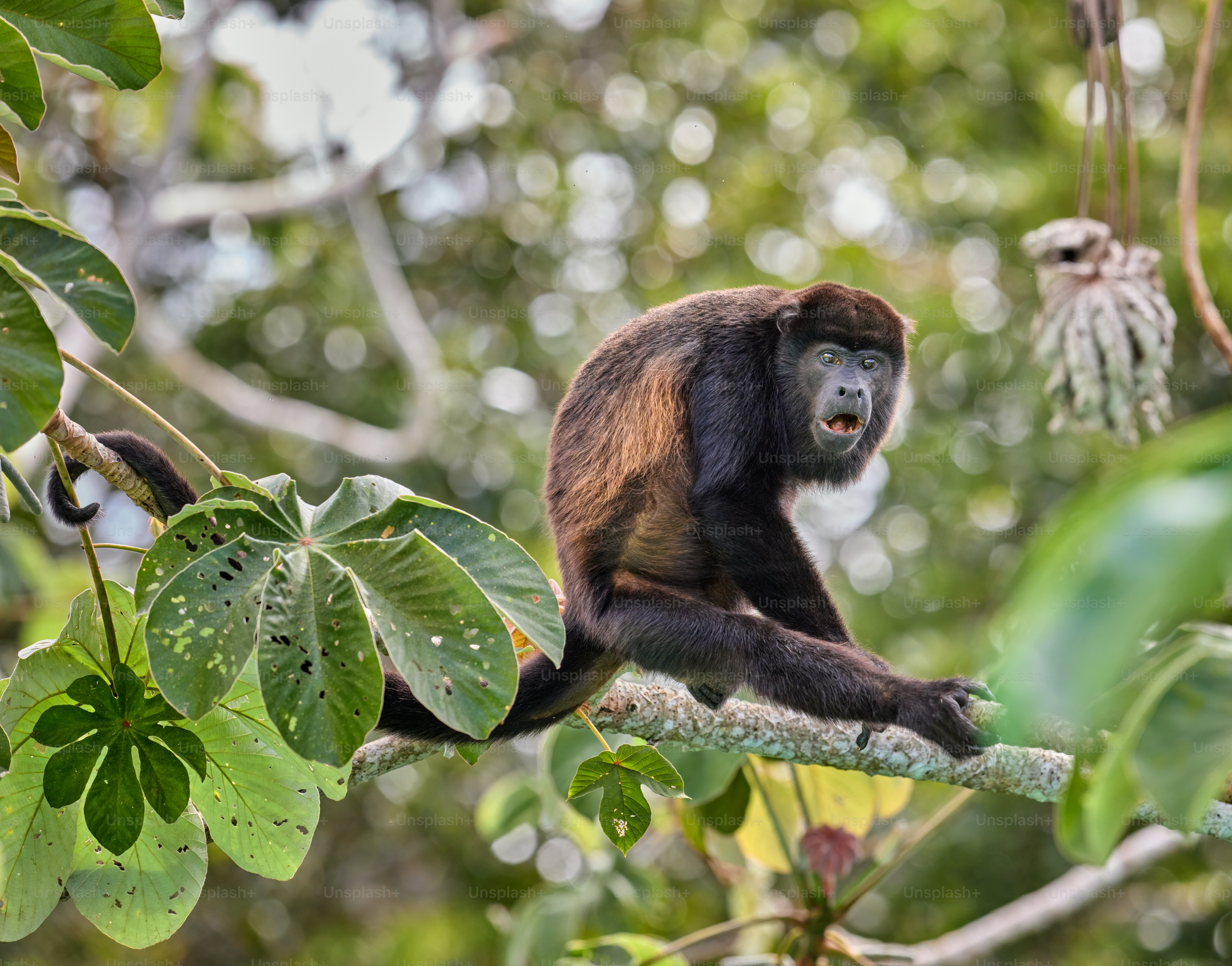 A small monkey sitting on a tree branch photo – Panama Image on Unsplash