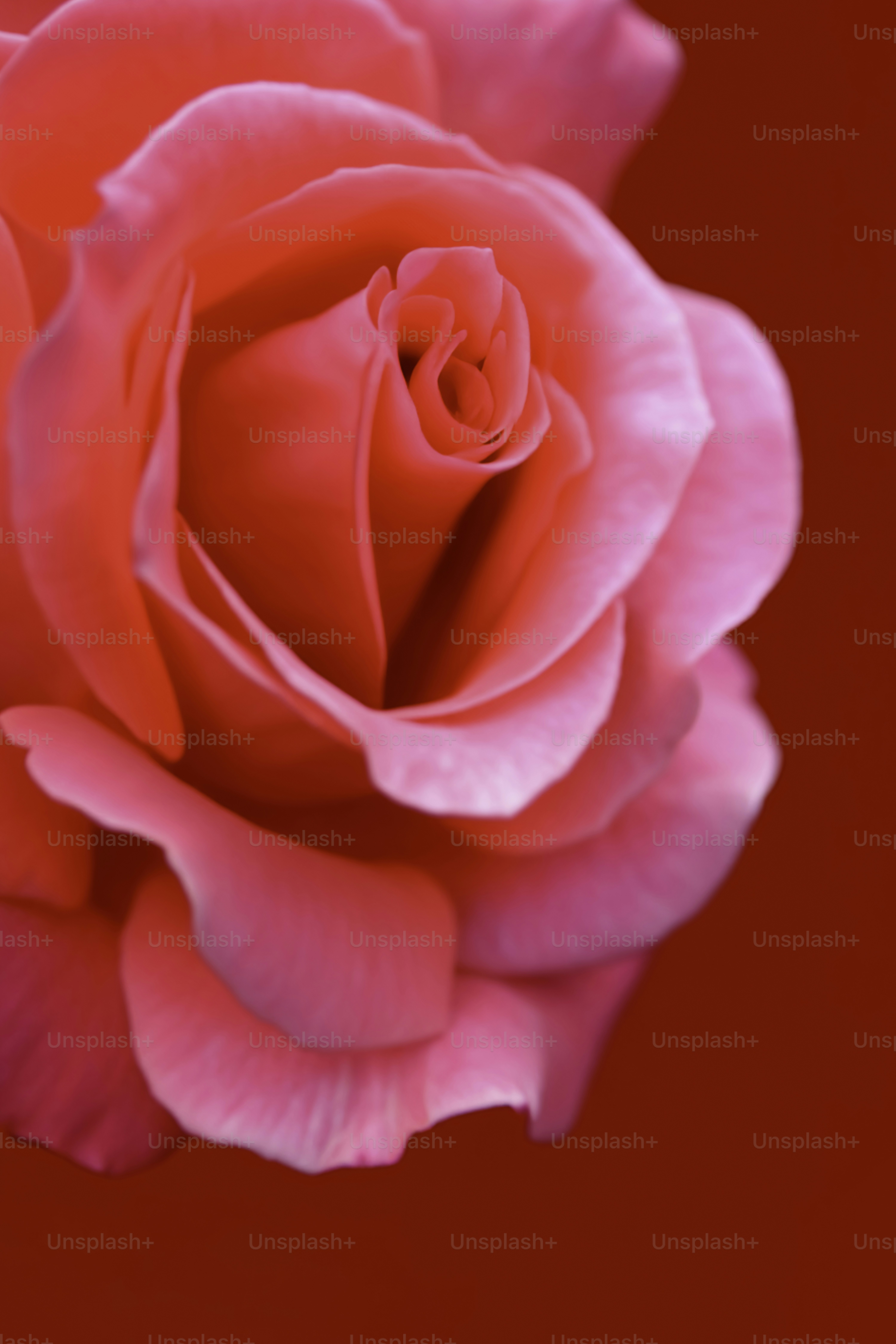 Beautiful Pink Rose Flowers Wallpapers