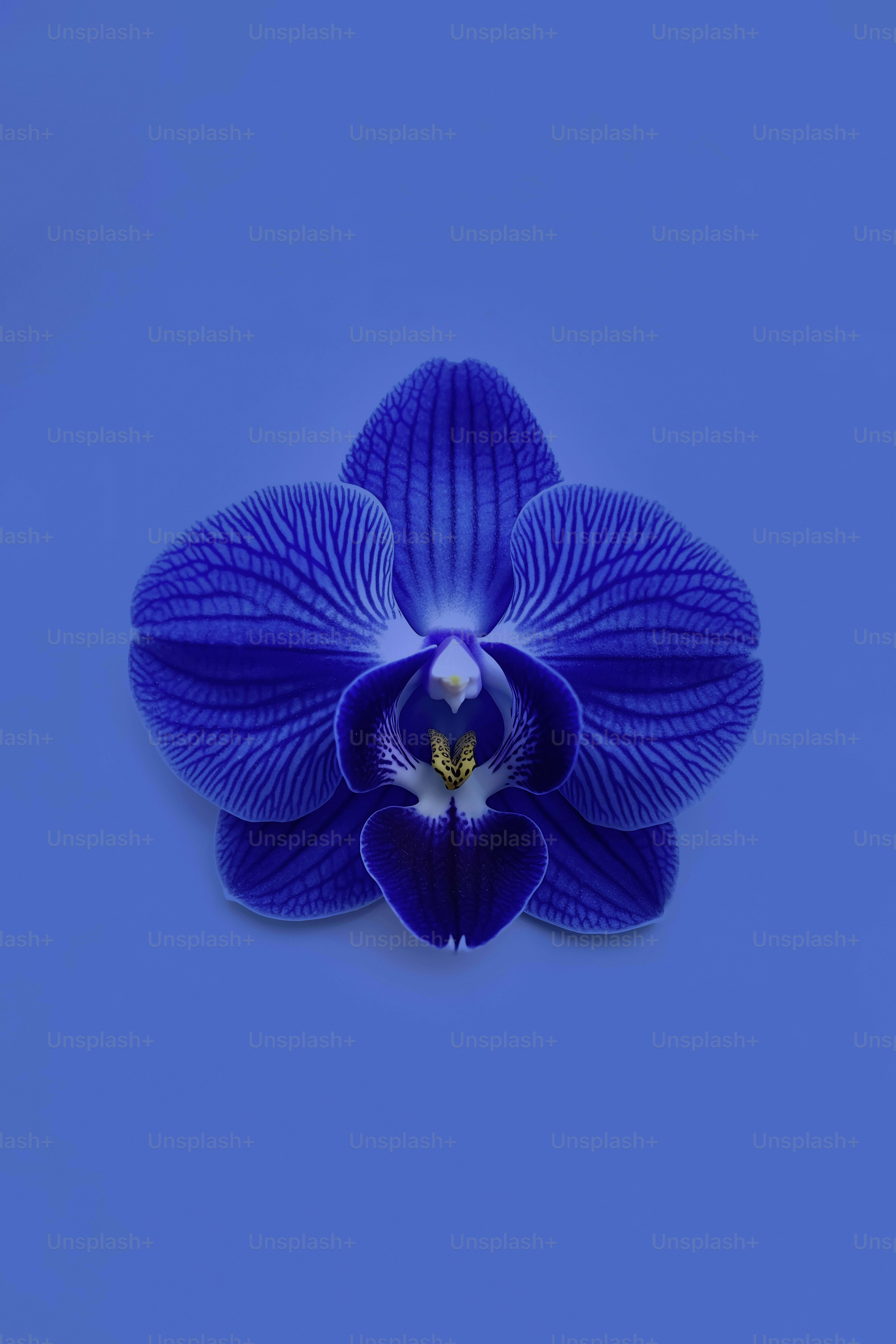 Un primer plano de una flor azul sobre un fondo azul foto – Imagen de ...