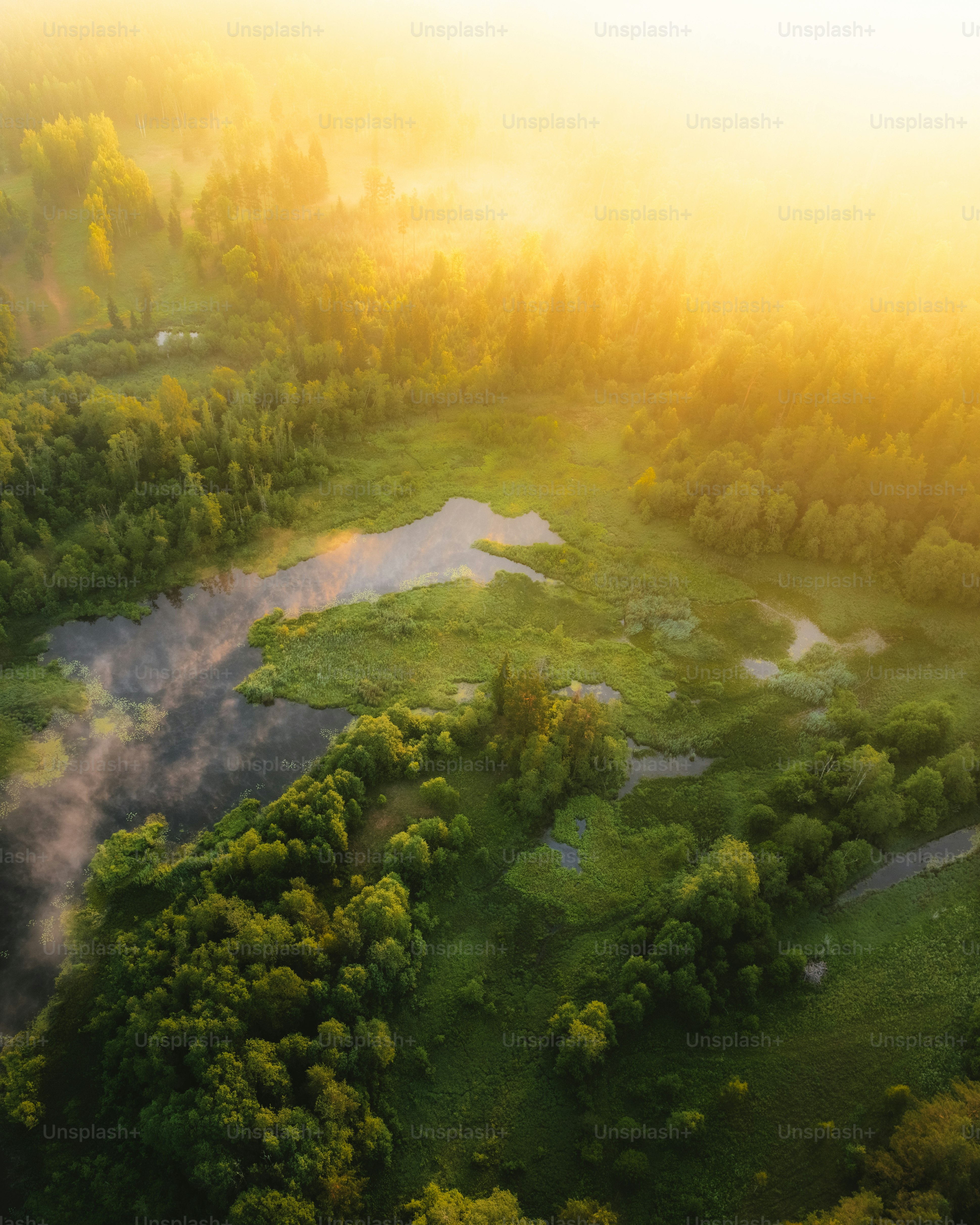 Une vue aérienne d’une forêt verdoyante photo – Image de Arbres sur ...