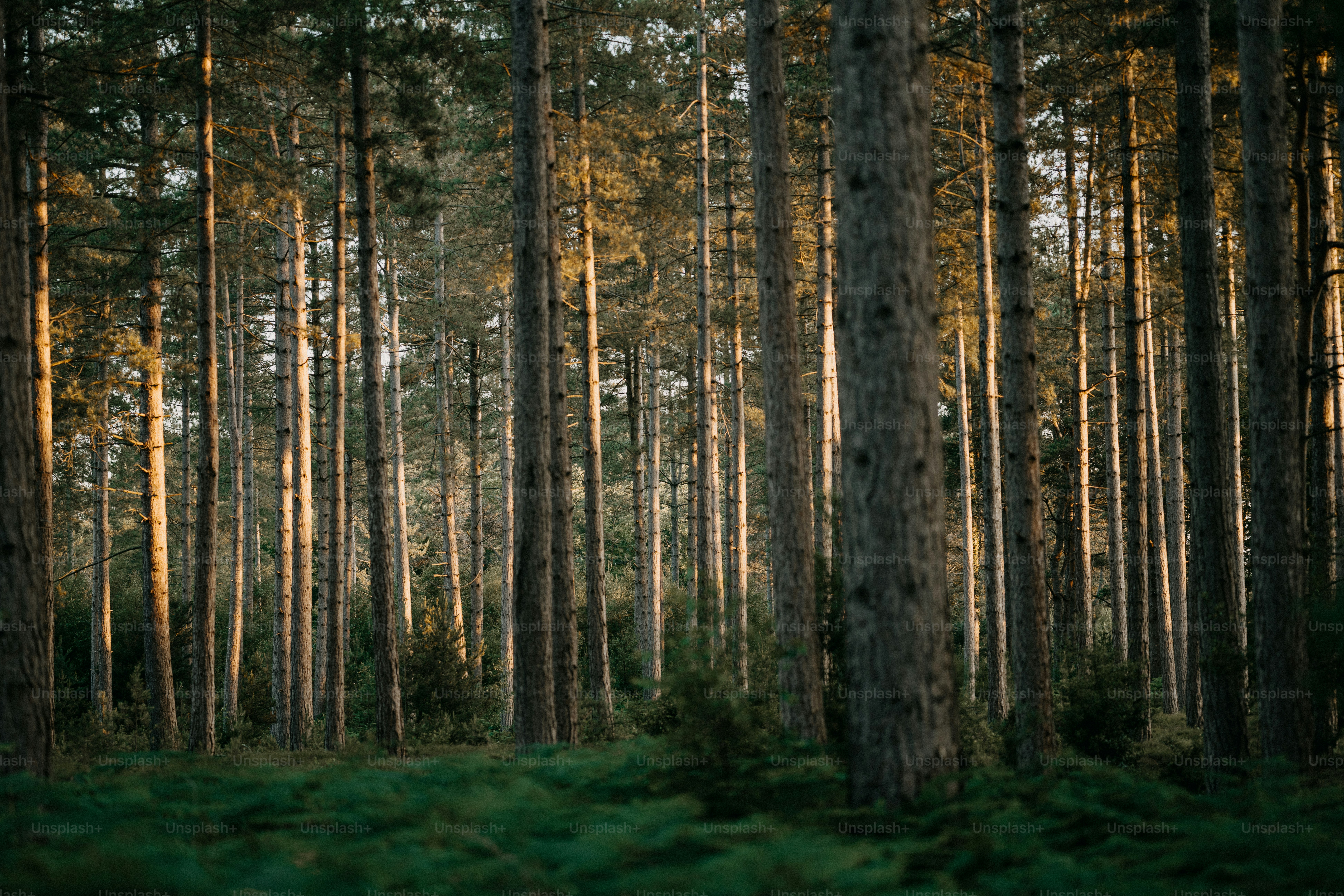 A forest filled with lots of tall trees photo – Forest Image on Unsplash