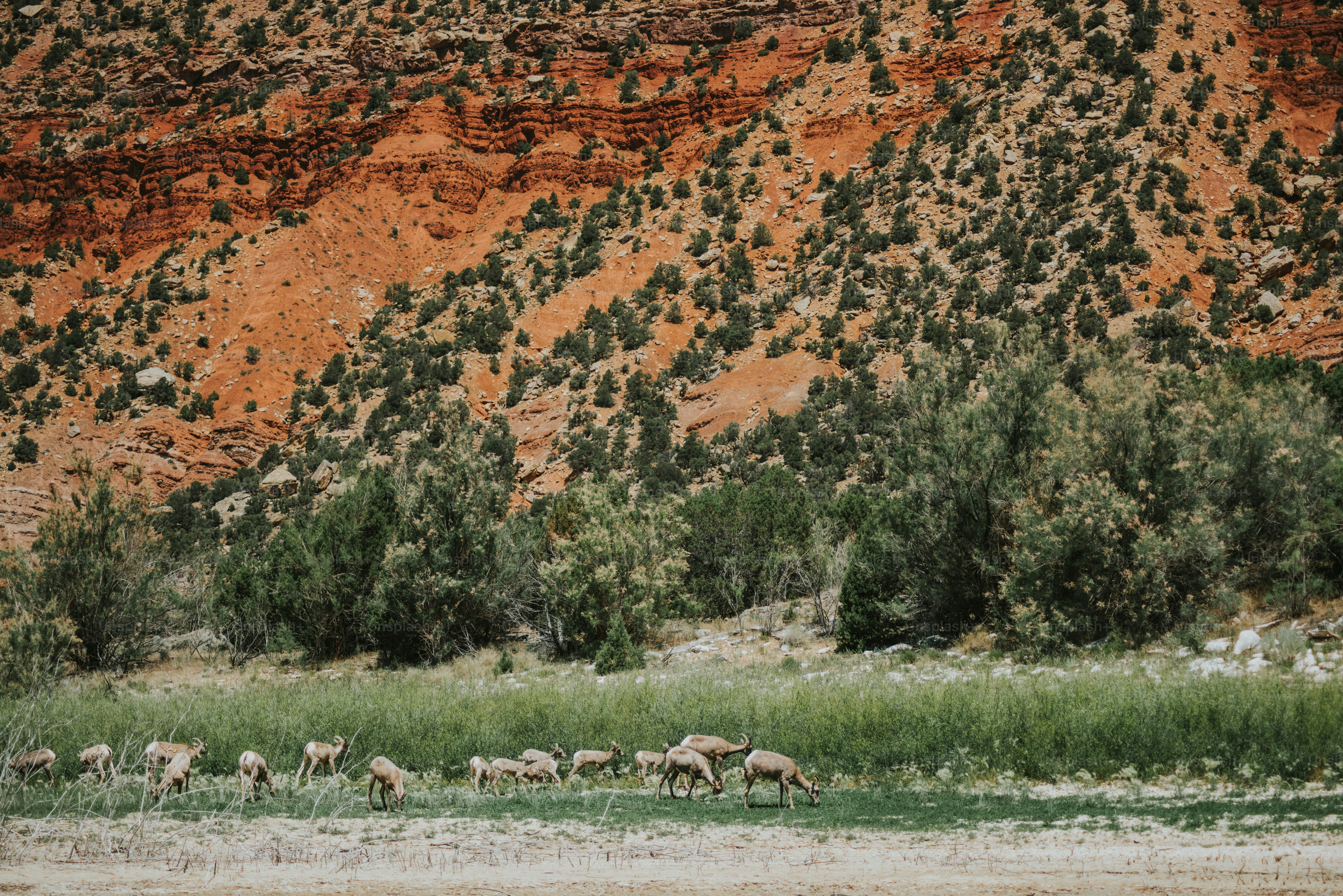Foto Una manada de animales pastando en un exuberante campo verde ...