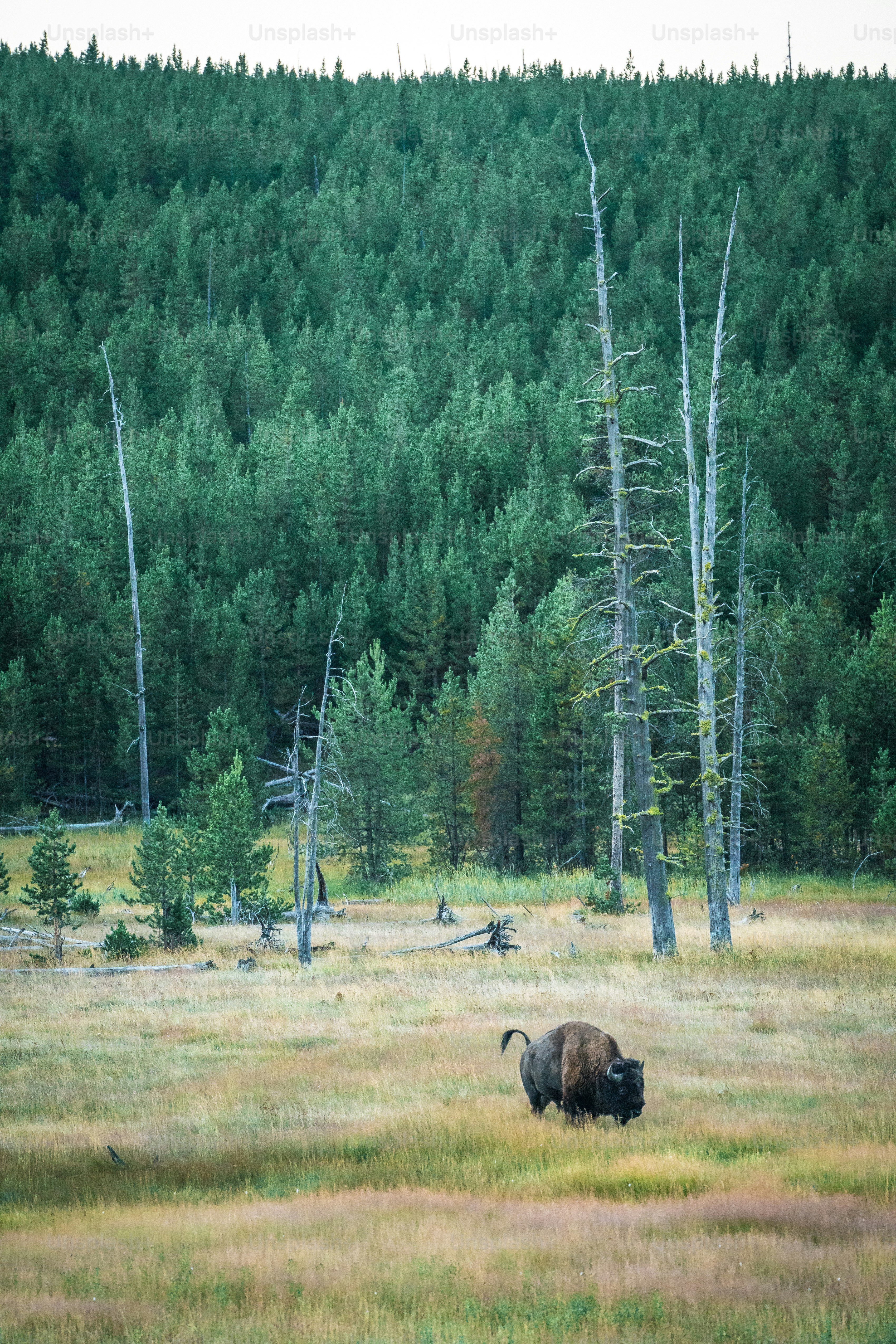 A bison in a field with trees in the background photo – Montana Image ...