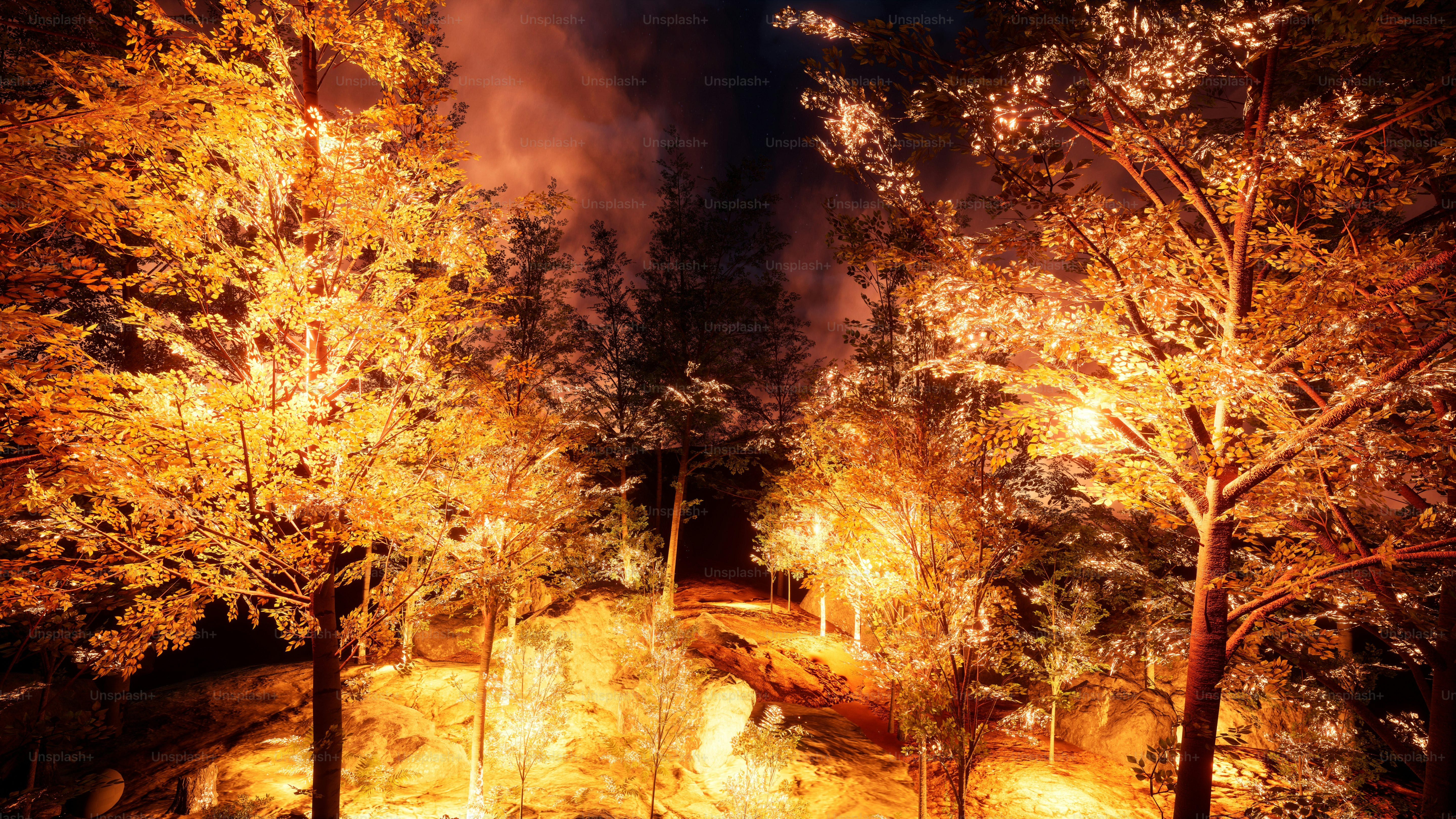 Un bosque lleno de muchos árboles junto a un fuego foto – Imagen de ...