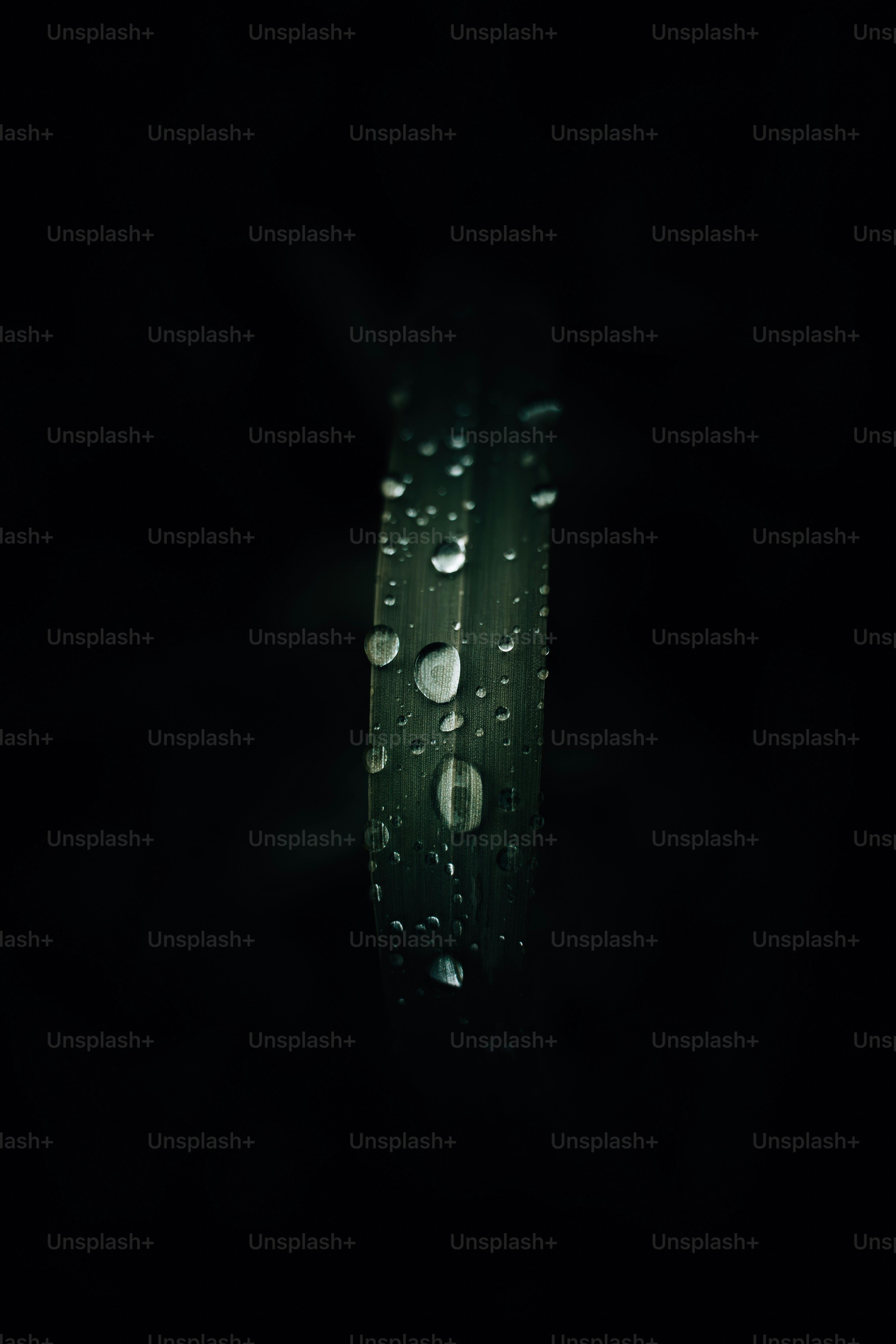 A close up of water droplets on a black surface photo – Dark ...