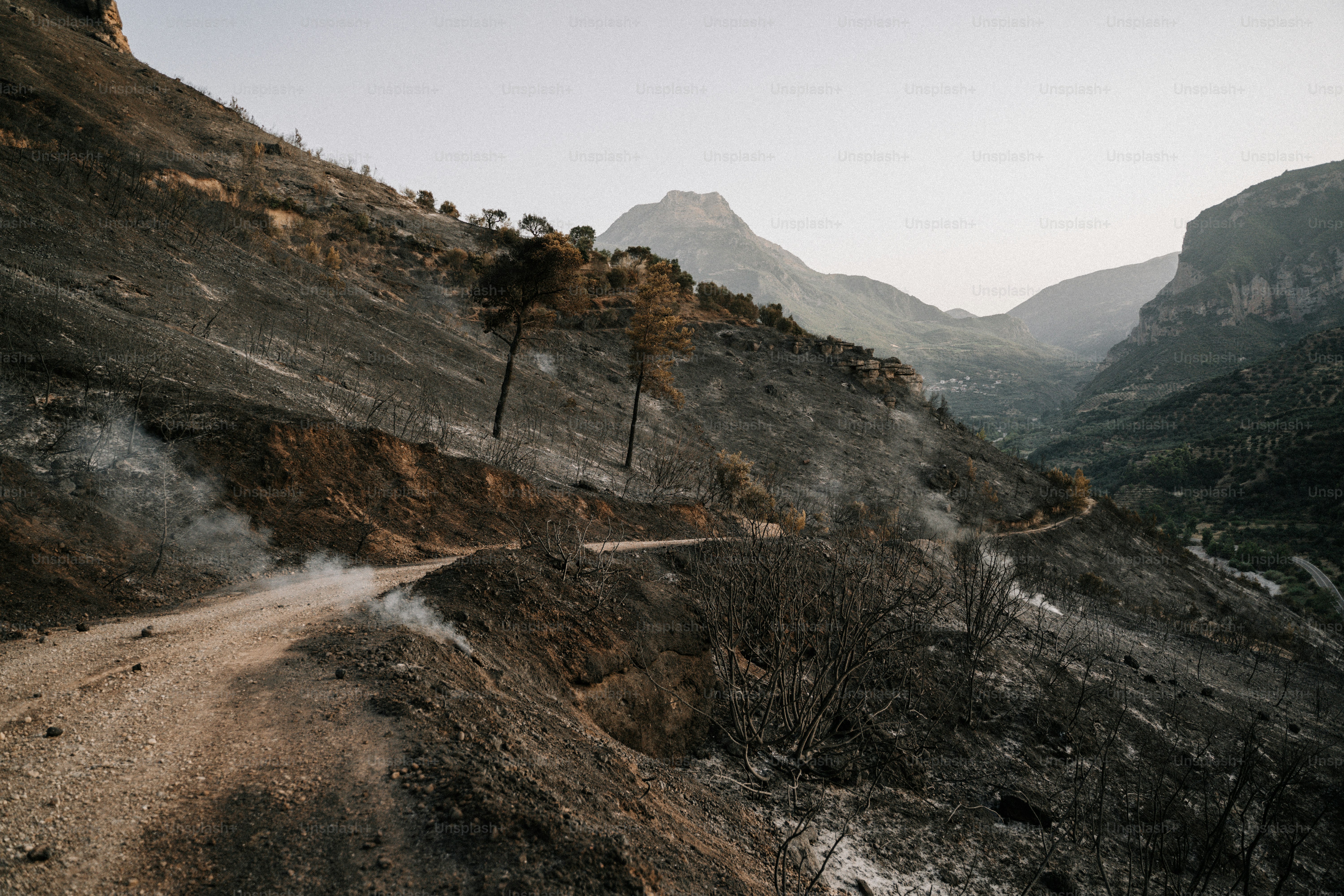 A dead tree in the middle of a rocky field photo – Rebirth Image on ...